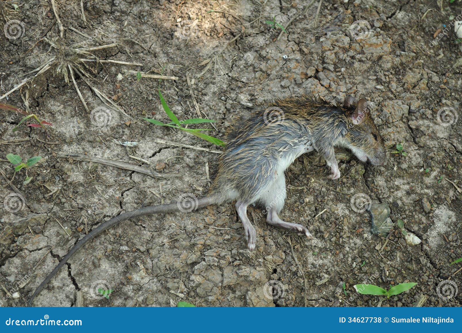 Dode rat stock foto. Image of staart, haar, grijs, karkas - 34627738