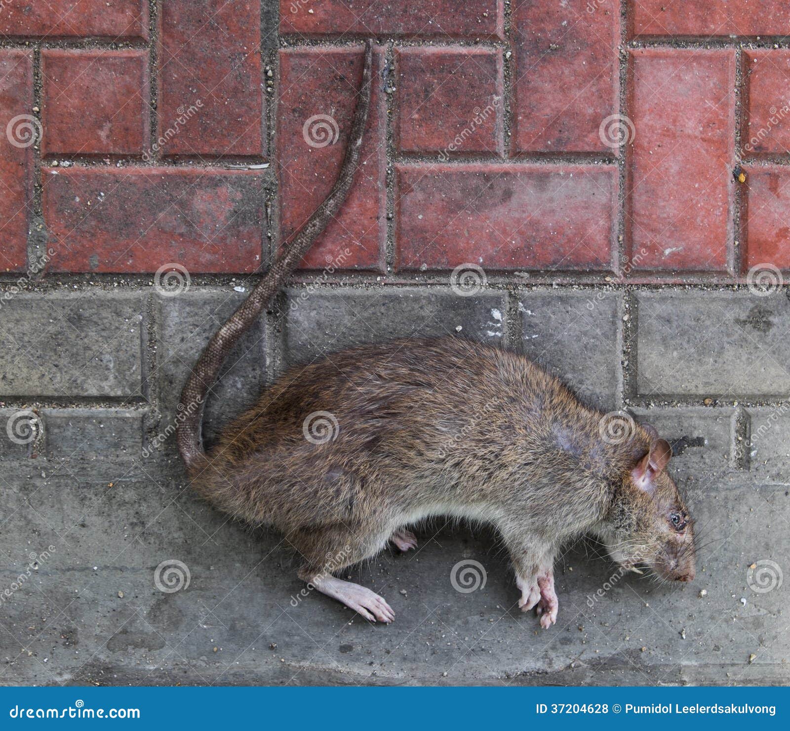 Dode rat stock foto. Image of begrafenis, binnenlands - 37204628