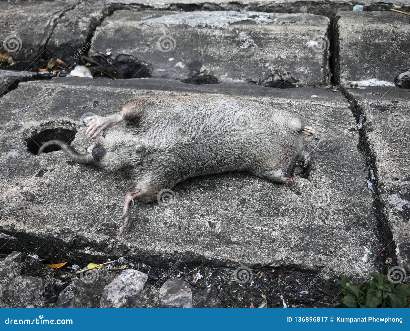 Dode Rat Over De Rioolbuis Door Poging Aan Het Dalen Stock Afbeelding ...