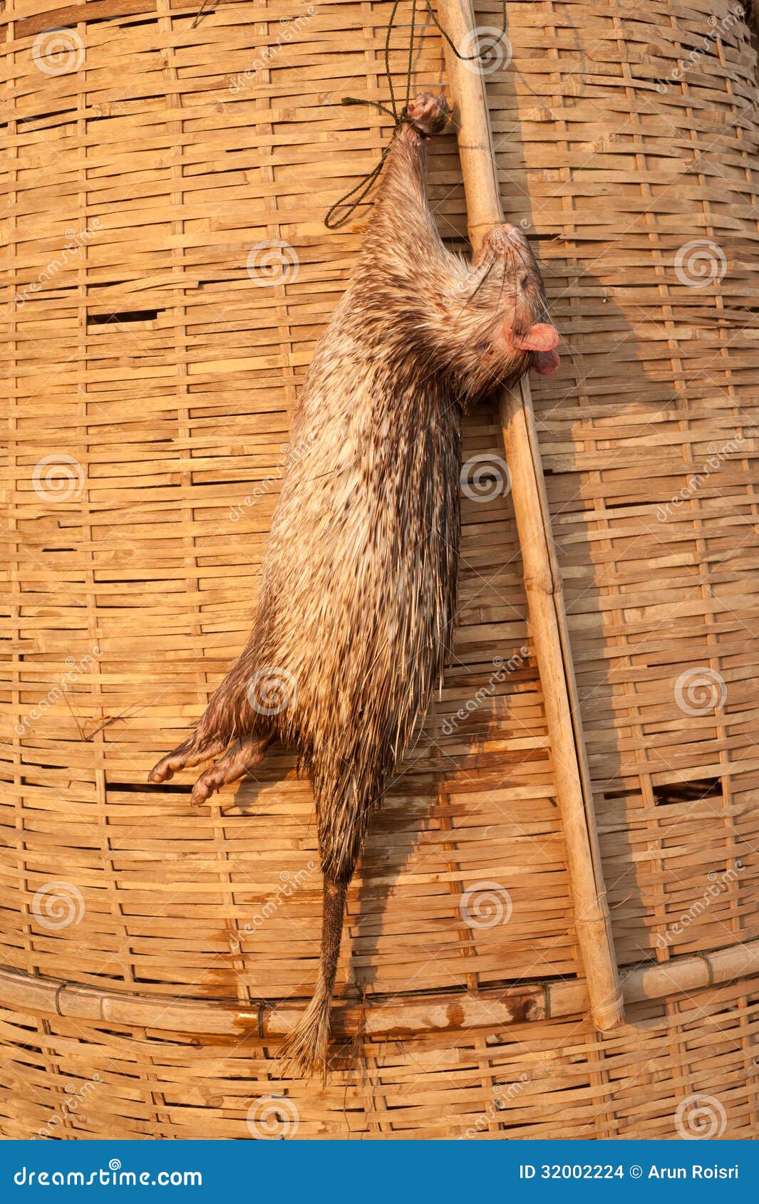 Dode Ratten in Landelijke Markt Stock Foto - Image of dier, lichaam ...