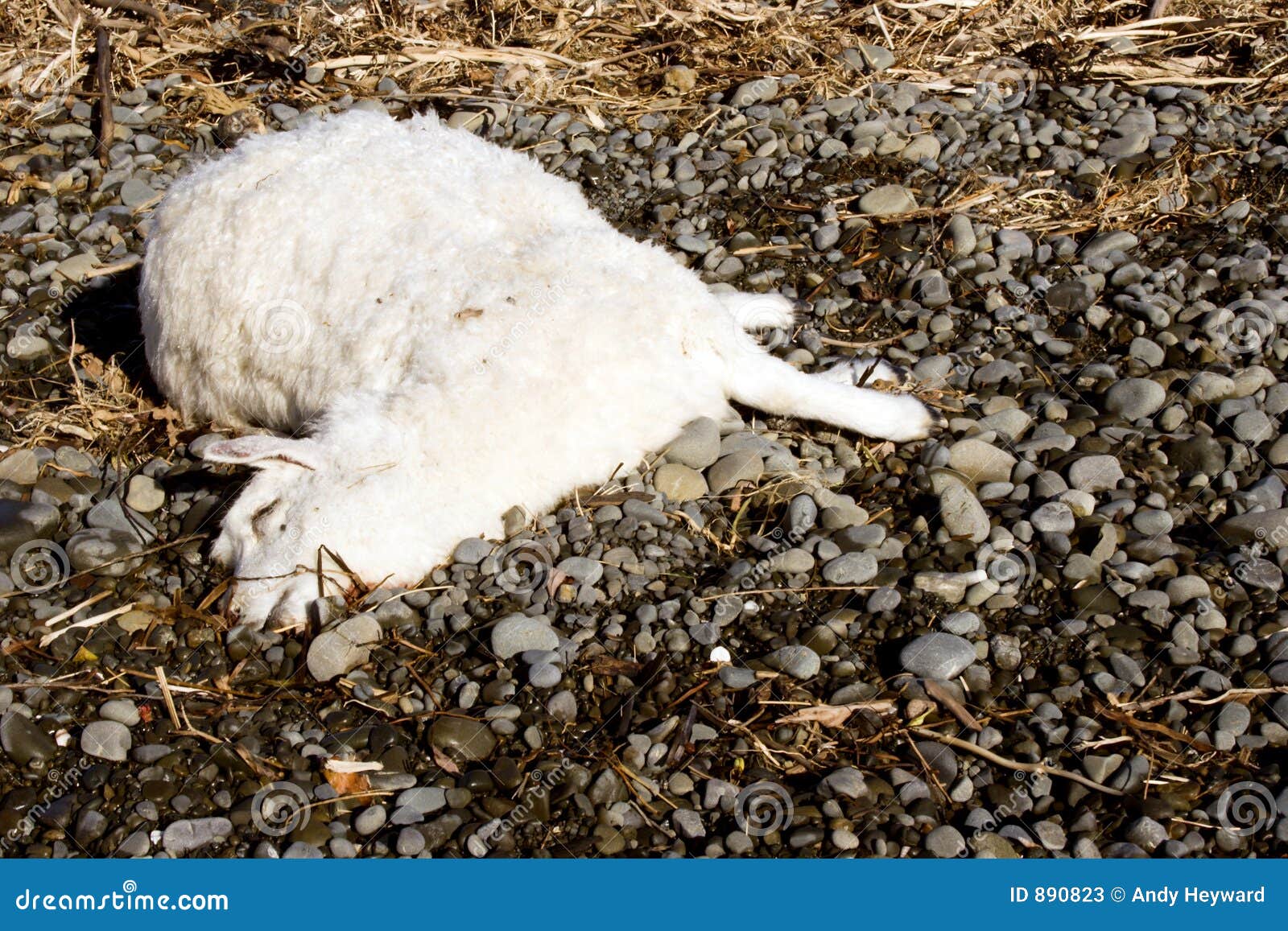 Dode Schapen 01 stock afbeelding. Image of schapen, karkas - 890823