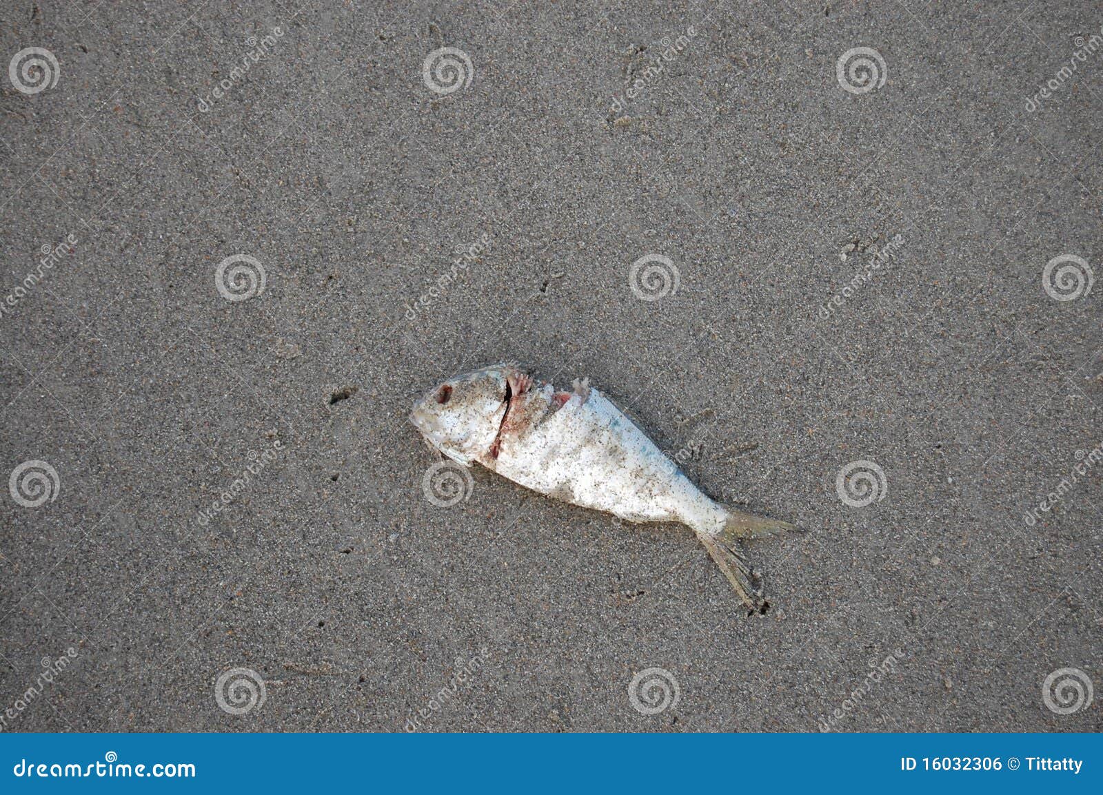 Dode Vissen stock foto. Image of zand, lichaam, kust - 16032306
