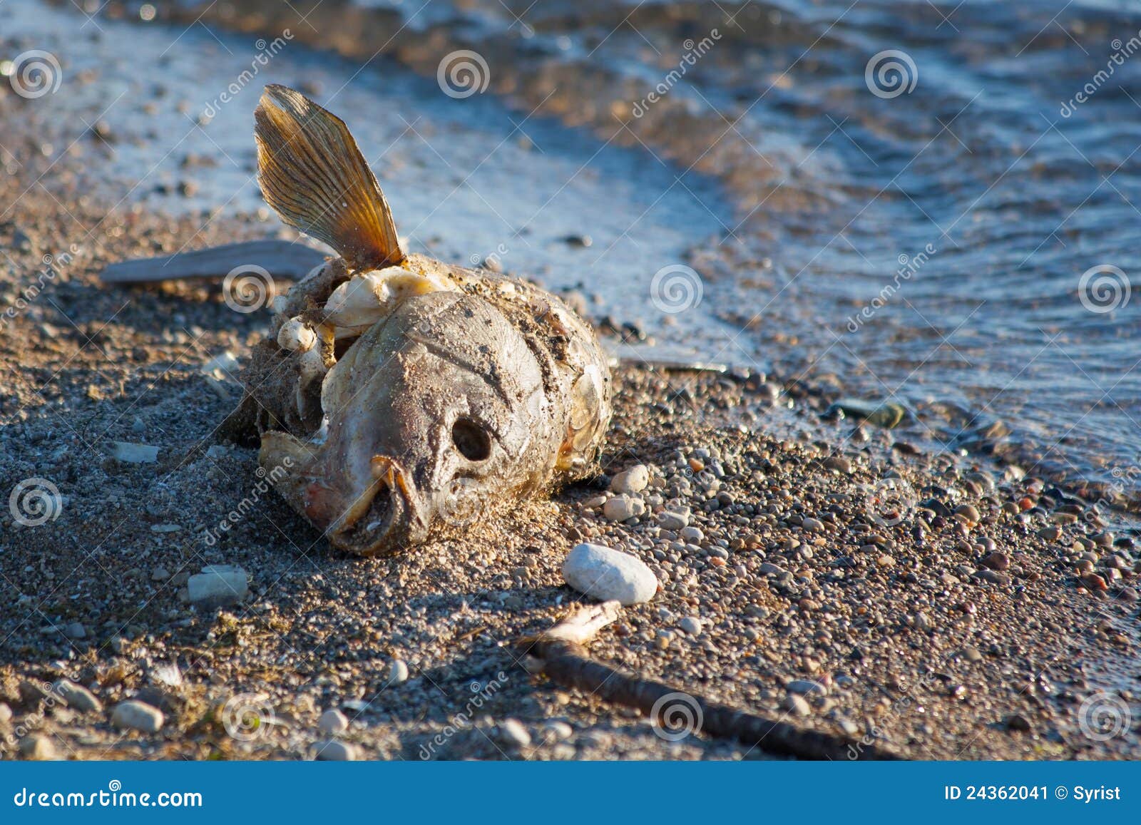 Dode Vissen stock afbeelding. Image of kust, strand, zand - 24362041