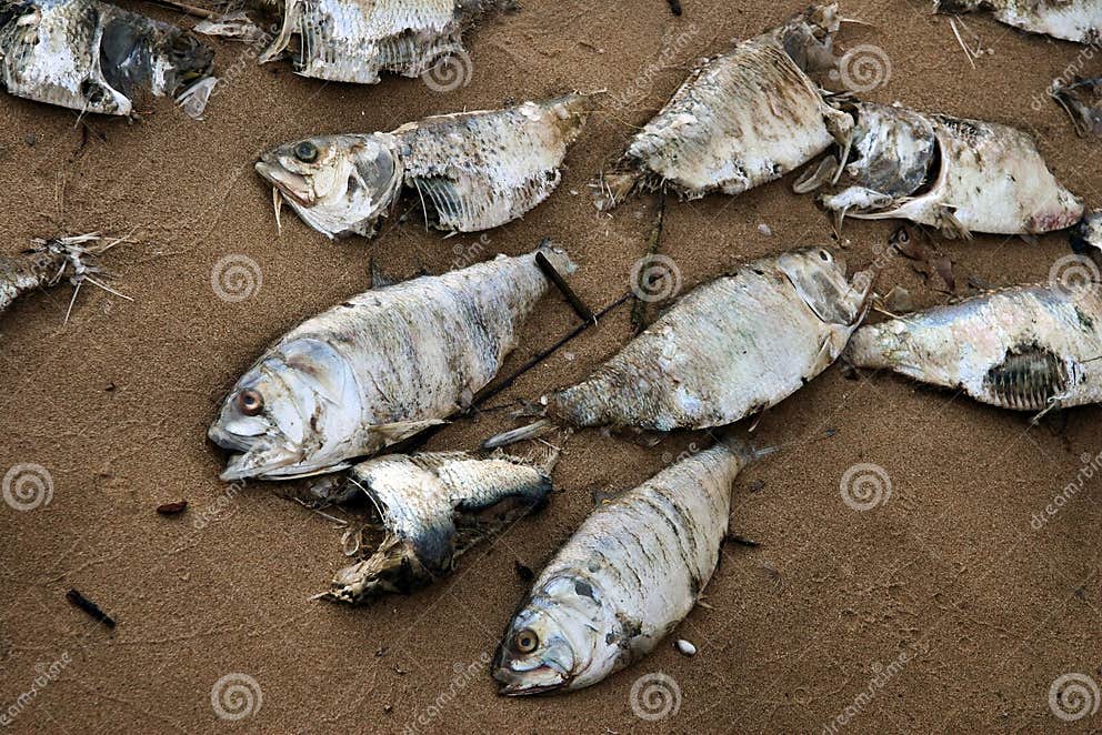 Dode vissen stock afbeelding. Image of gevaar, bacteriën - 258171