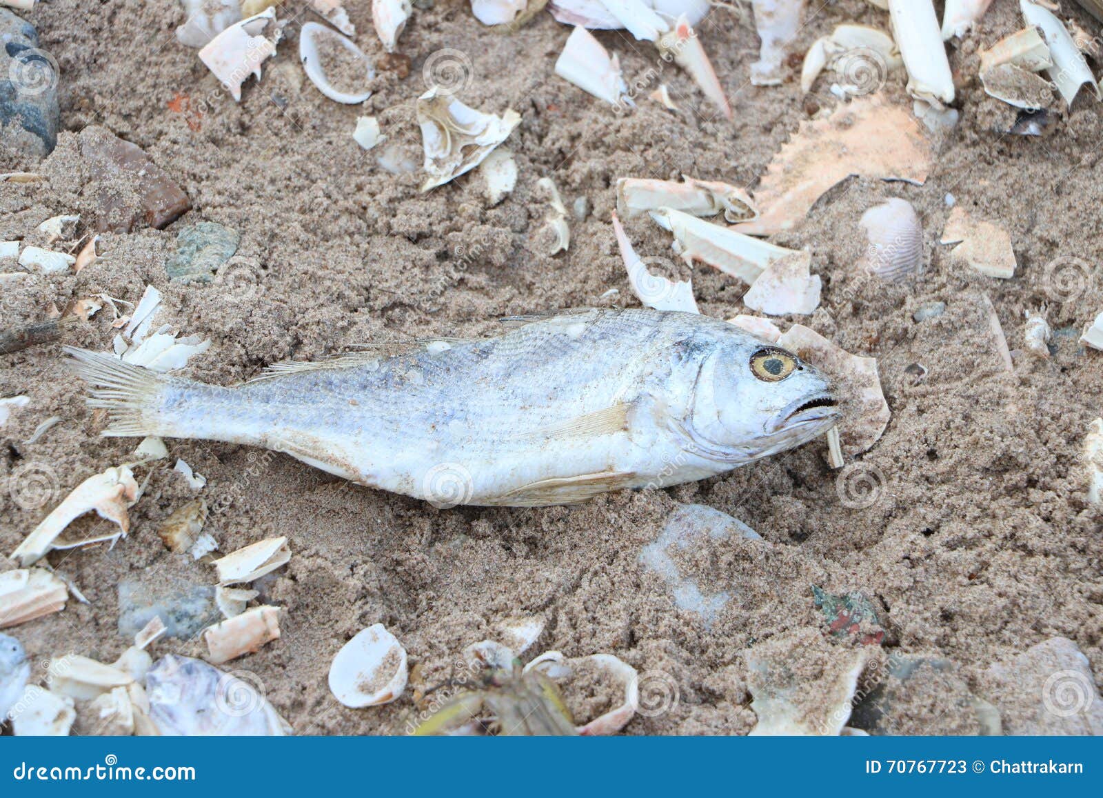 Dode vissen stock afbeelding. Image of vissen, zand, water - 70767723