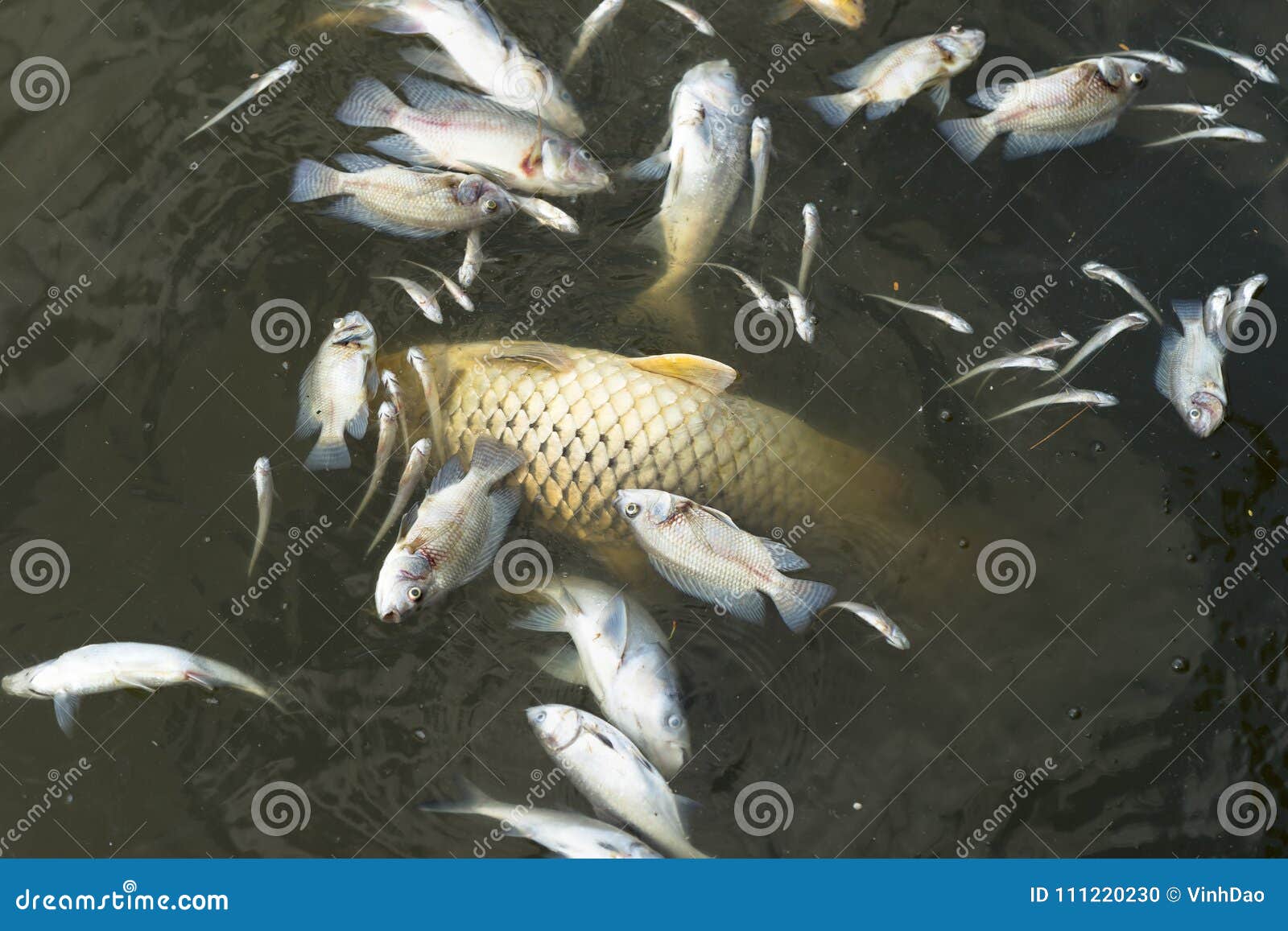 Dode Vissen Die in Het Water Worden Gedreven Stock Foto - Image of ...