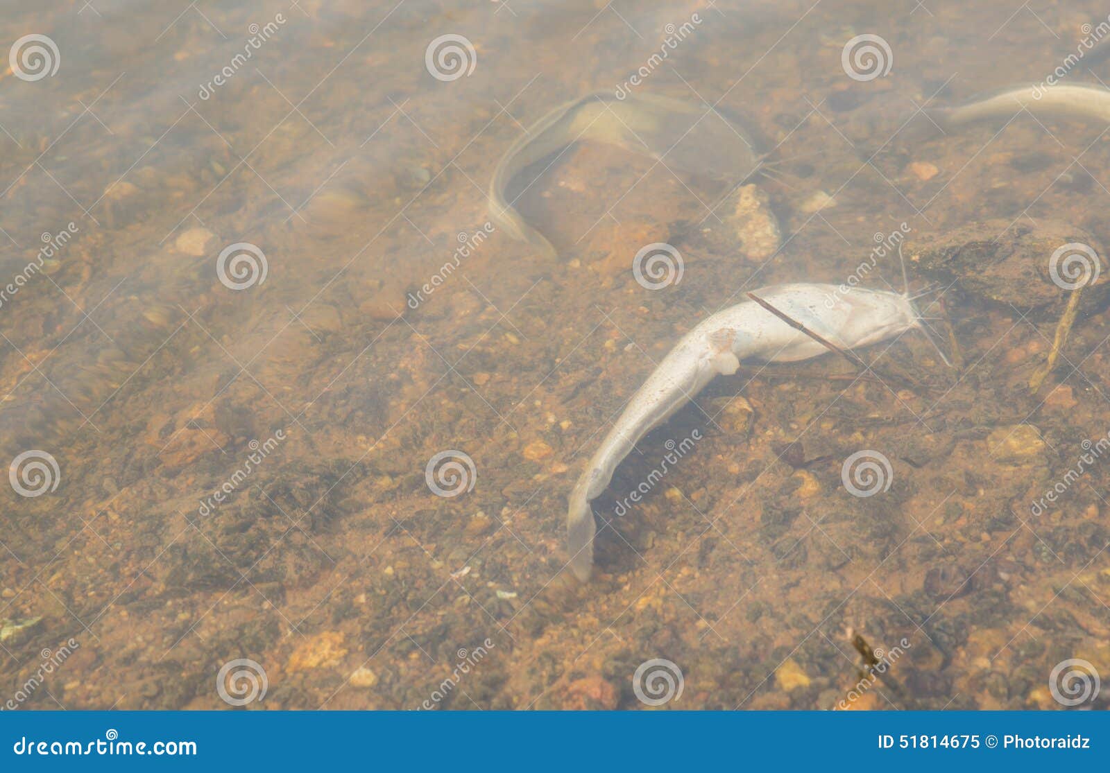 Dode Vissen Die in Het Water Worden Gedreven Stock Afbeelding - Image ...