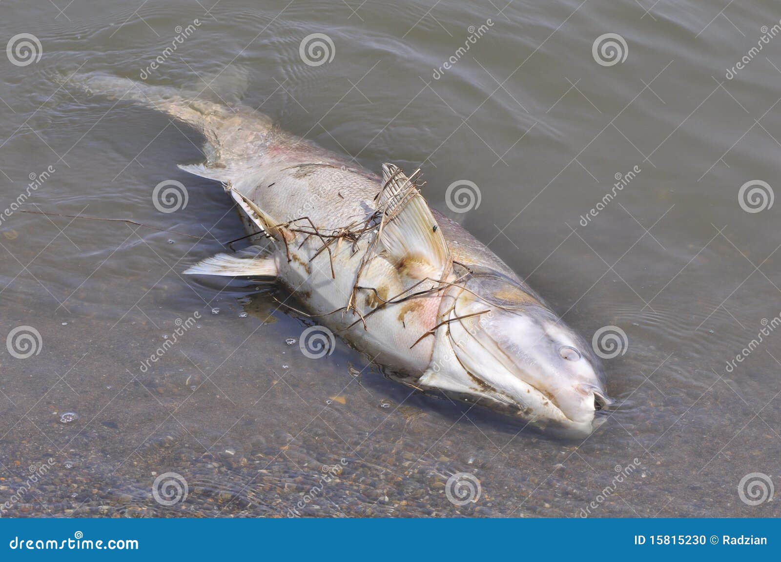 Dode Vissen Die Op Water Drijven Stock Foto - Image of droog, vlotter ...
