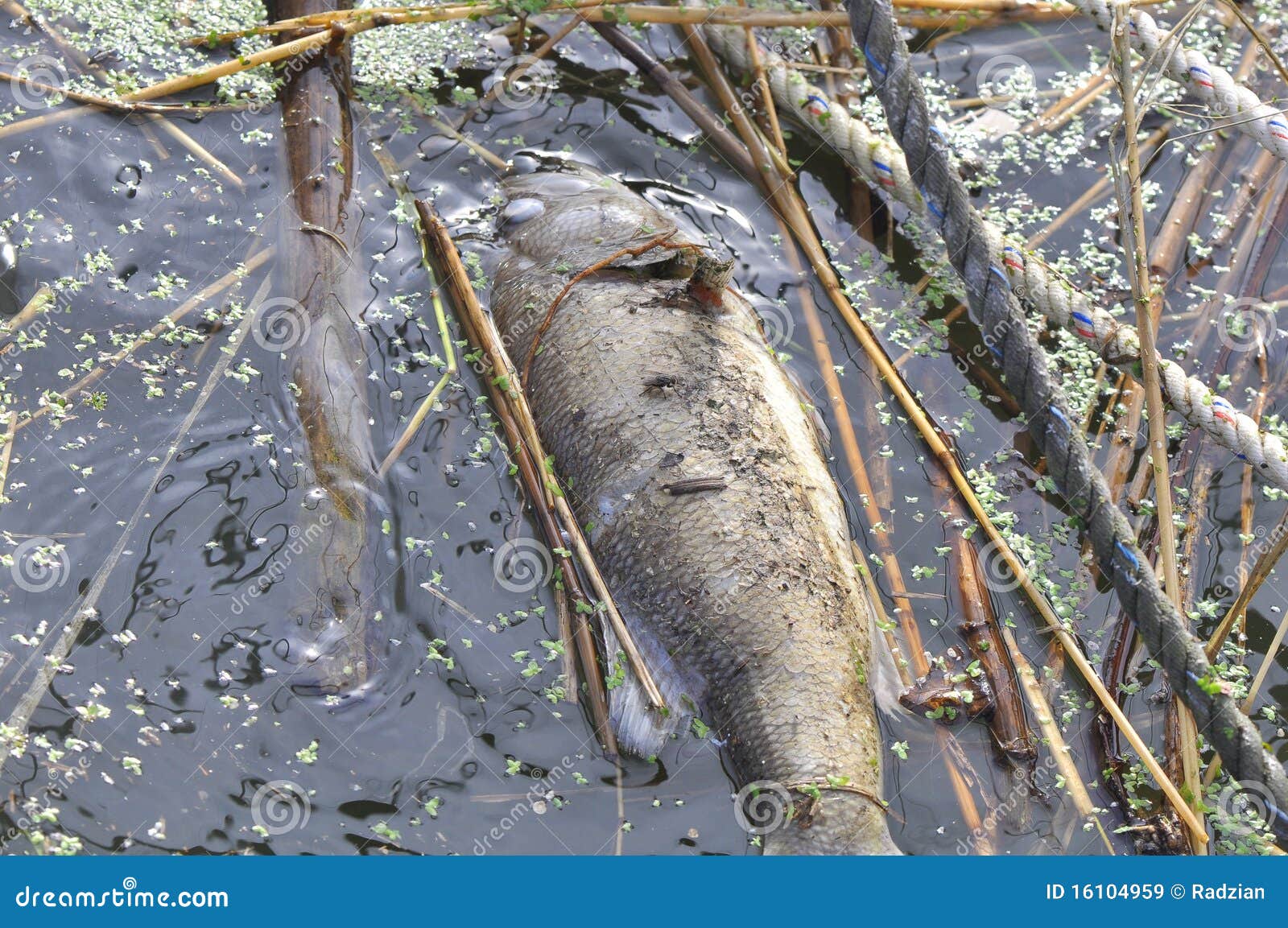 Dode Vissen Die Op Water Drijven Stock Afbeelding - Image of doods ...