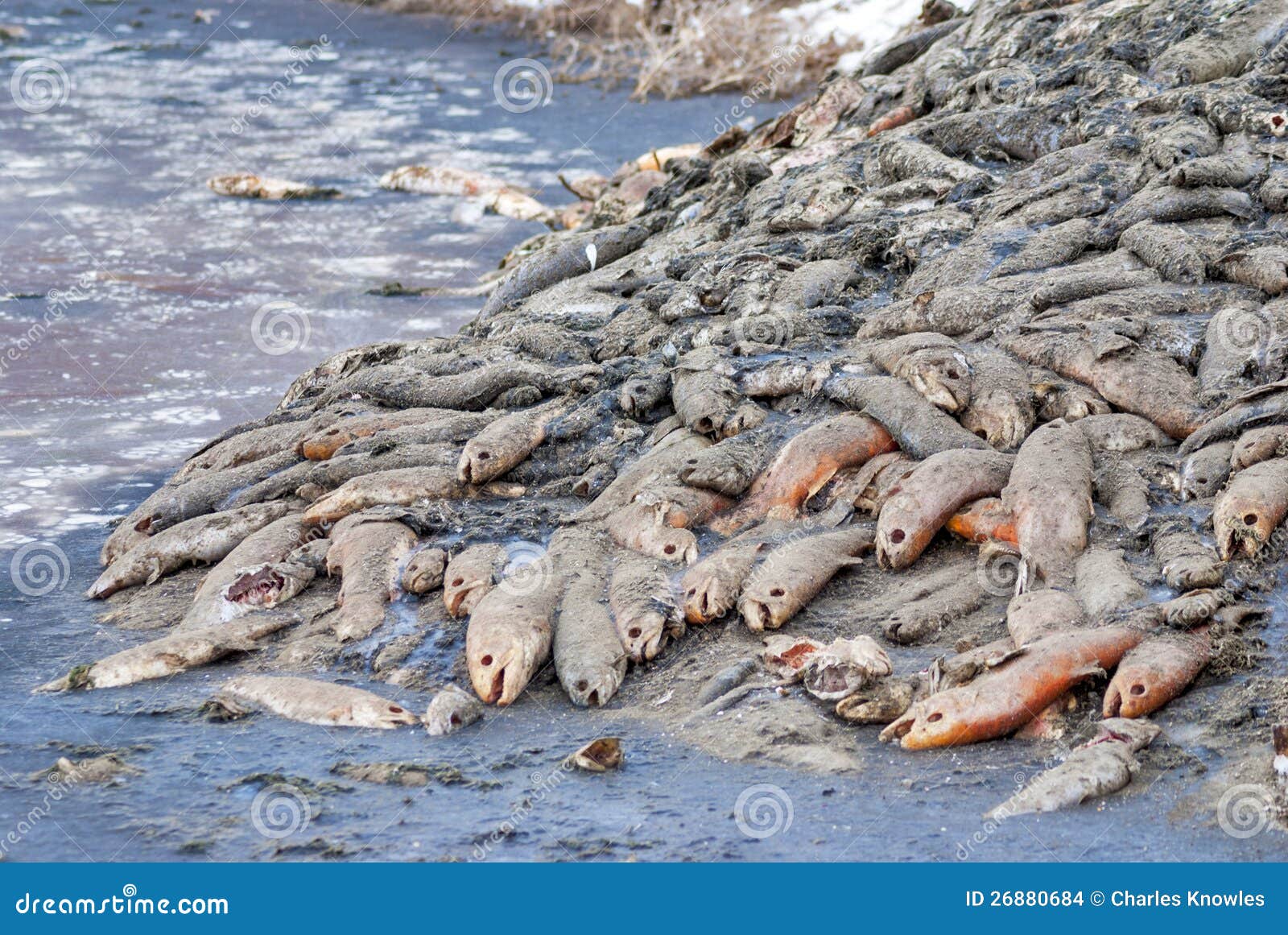 Dode Vissen in Een Bevroren Vijver Stock Foto - Image of velen, meer ...