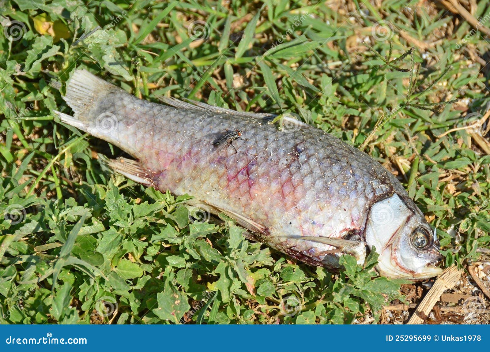 Dode vissen en vlieg stock afbeelding. Image of gras - 25295699