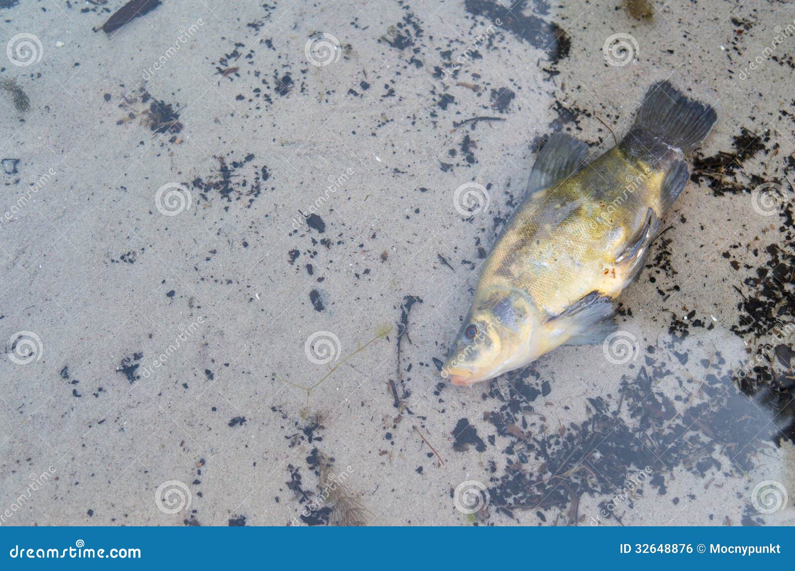 Dode vissen in het water stock foto. Image of meer, vissen - 32648876