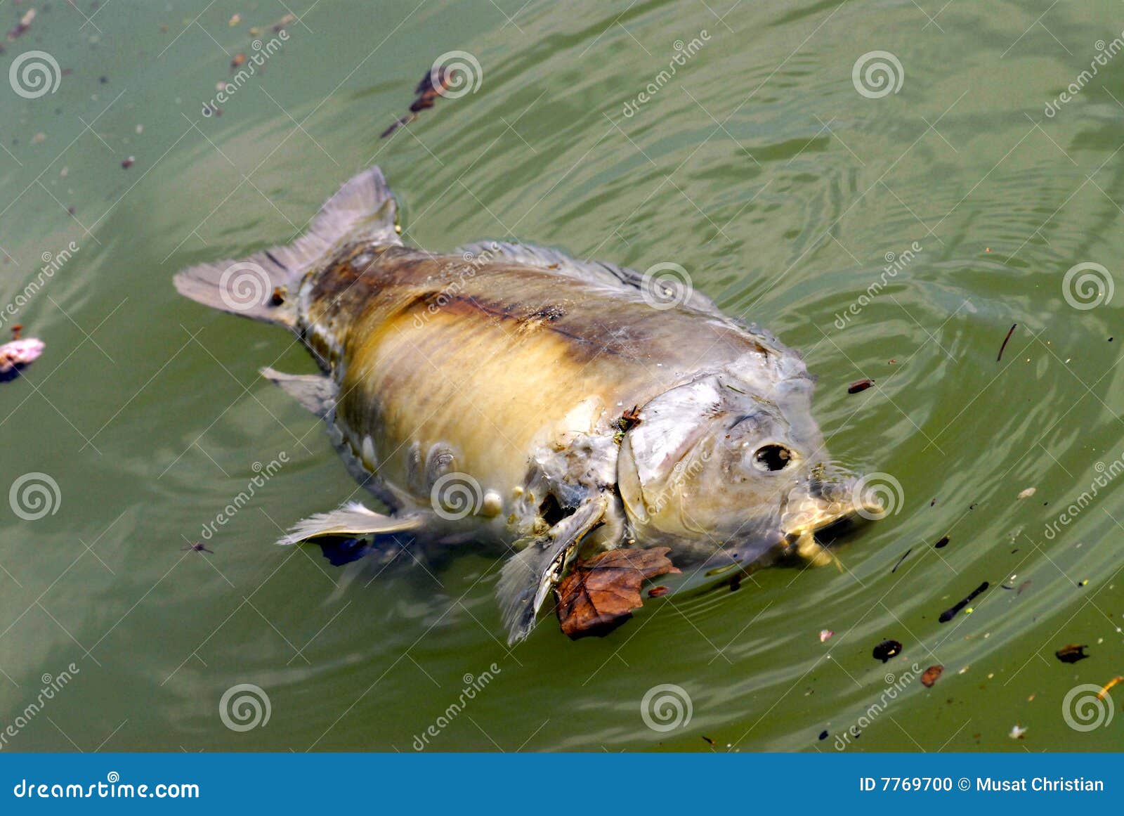 Dode vissen in het water stock foto. Image of verontreiniging - 7769700