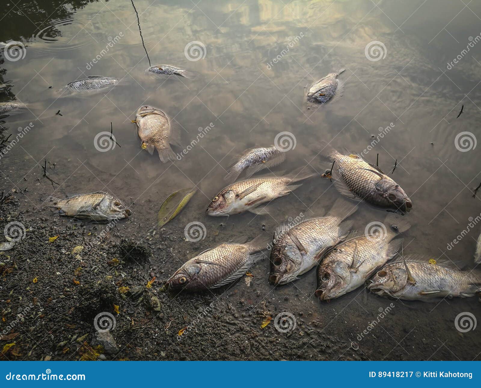 Dode Vissen Op De Rivier Donkere Waterwatervervuiling Stock Afbeelding ...