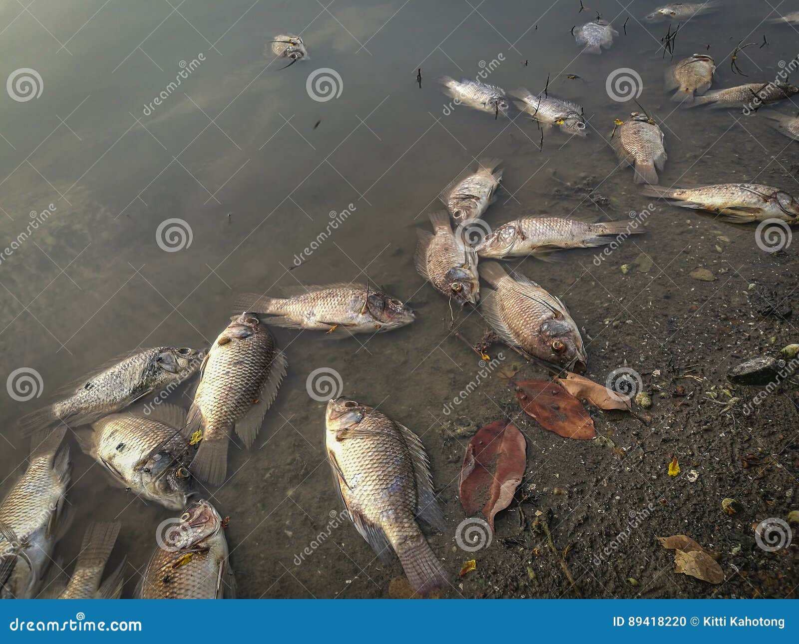 Dode Vissen Op De Rivier Donkere Waterwatervervuiling Stock Foto ...