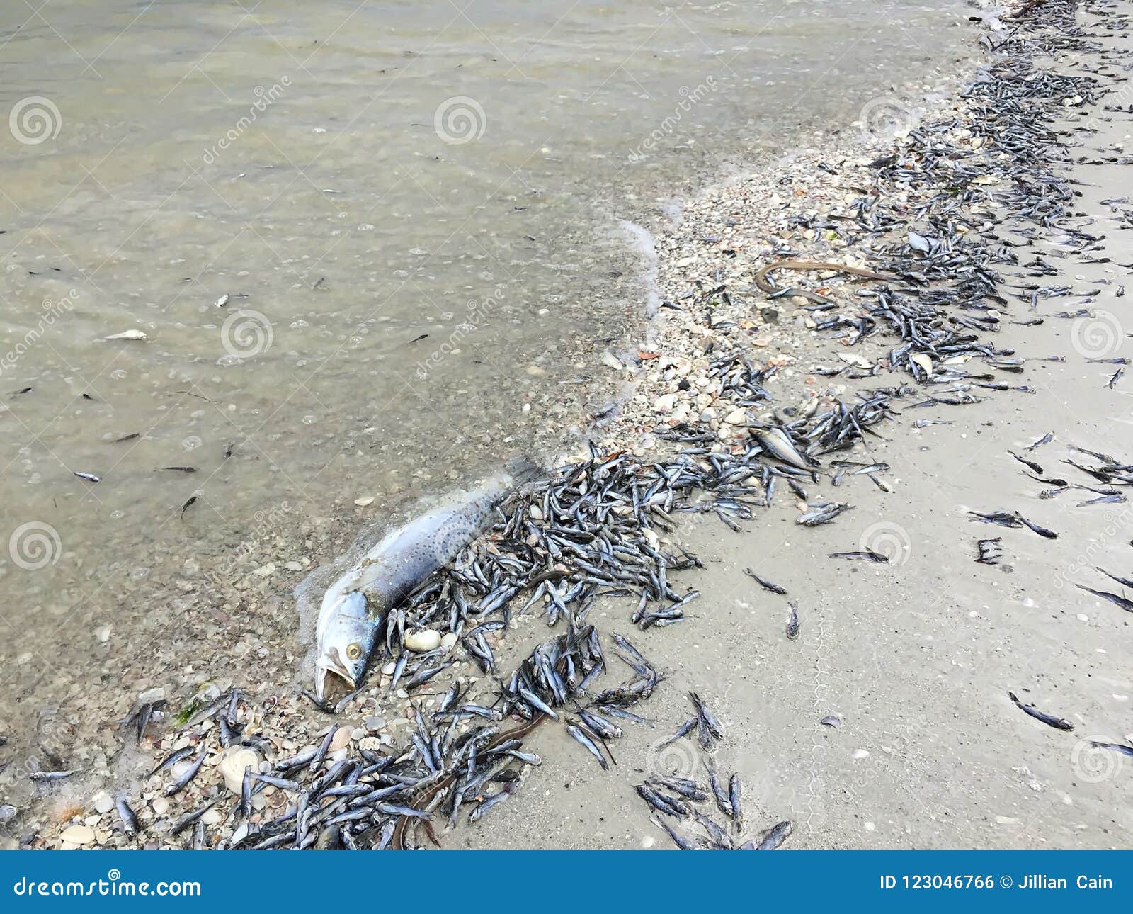 Dode Vissen Op De Westkust Van Florida Stock Foto - Image of blauw ...