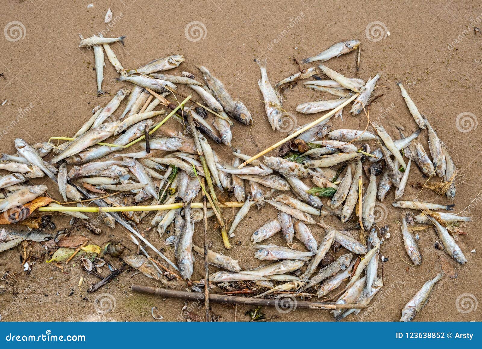 Dode vissen op een zand stock foto. Image of oceaan - 123638852