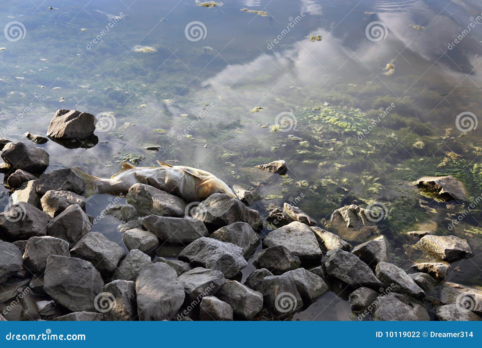 Dode vissen op rivierbank stock foto. Image of dier, bederf - 10119022