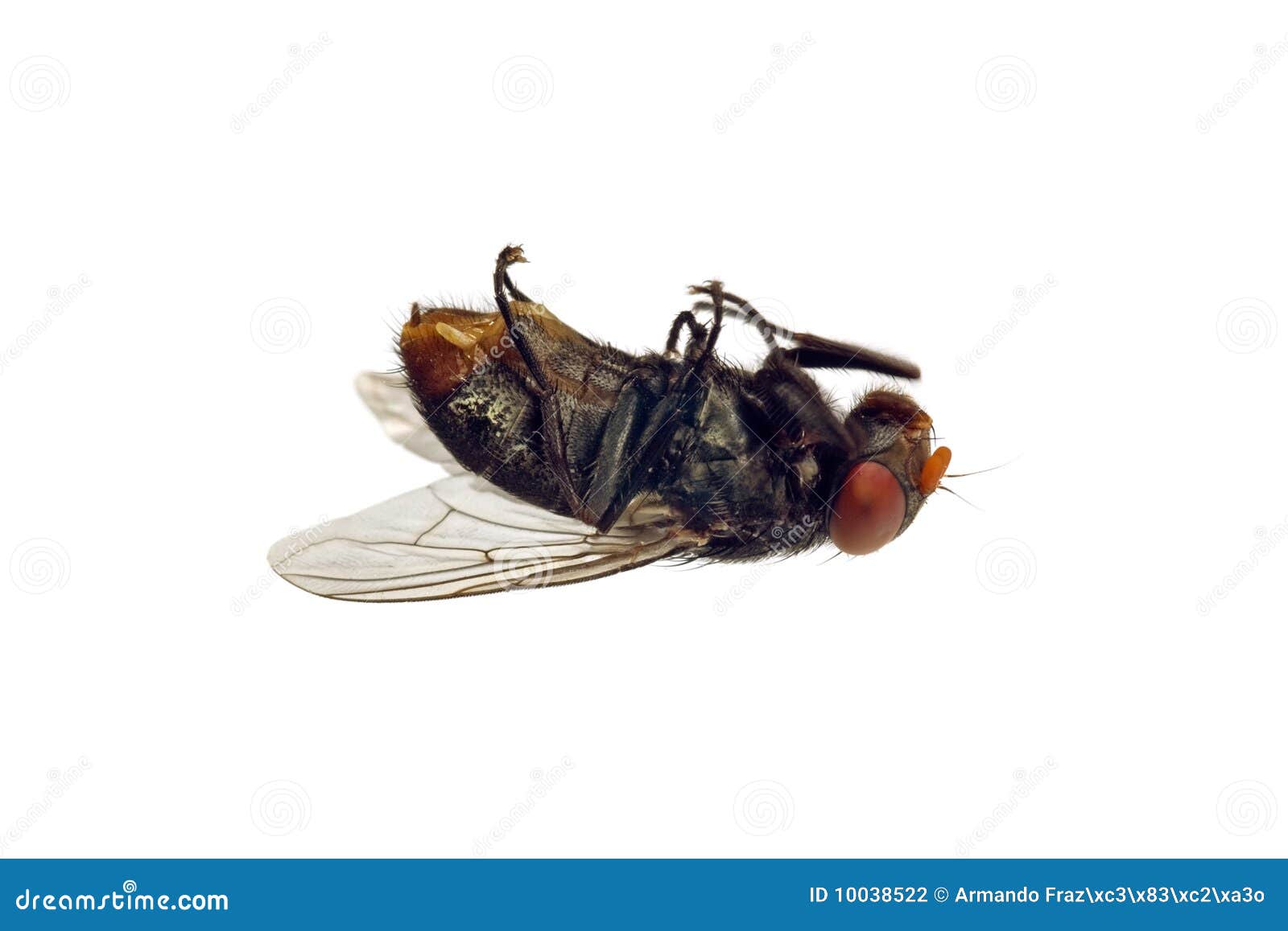 Dode Vlieg stock foto. Image of vlieg, bovenkant, insect - 10038522