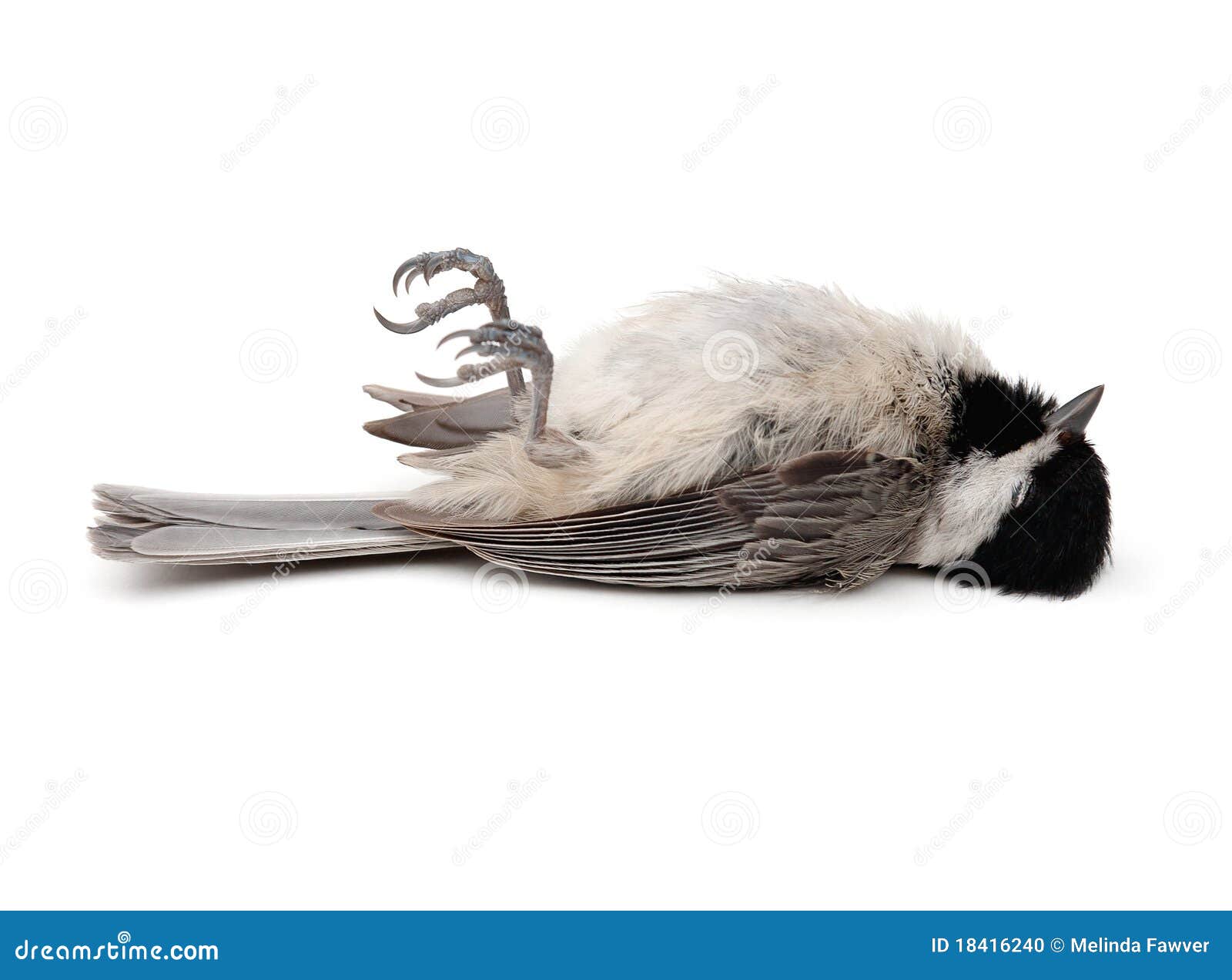 Dode Vogel stock foto. Afbeelding bestaande uit vogel - 18416240