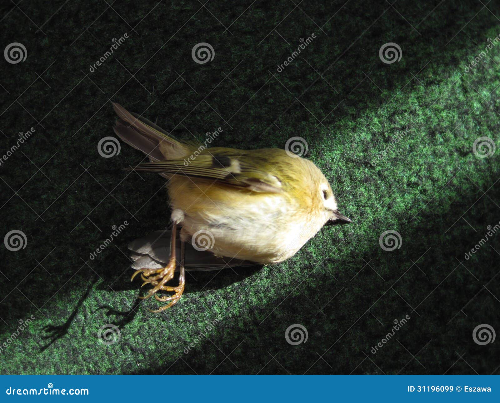 Dode vogel stock afbeelding. Image of balkon, eind, verlof - 31196099