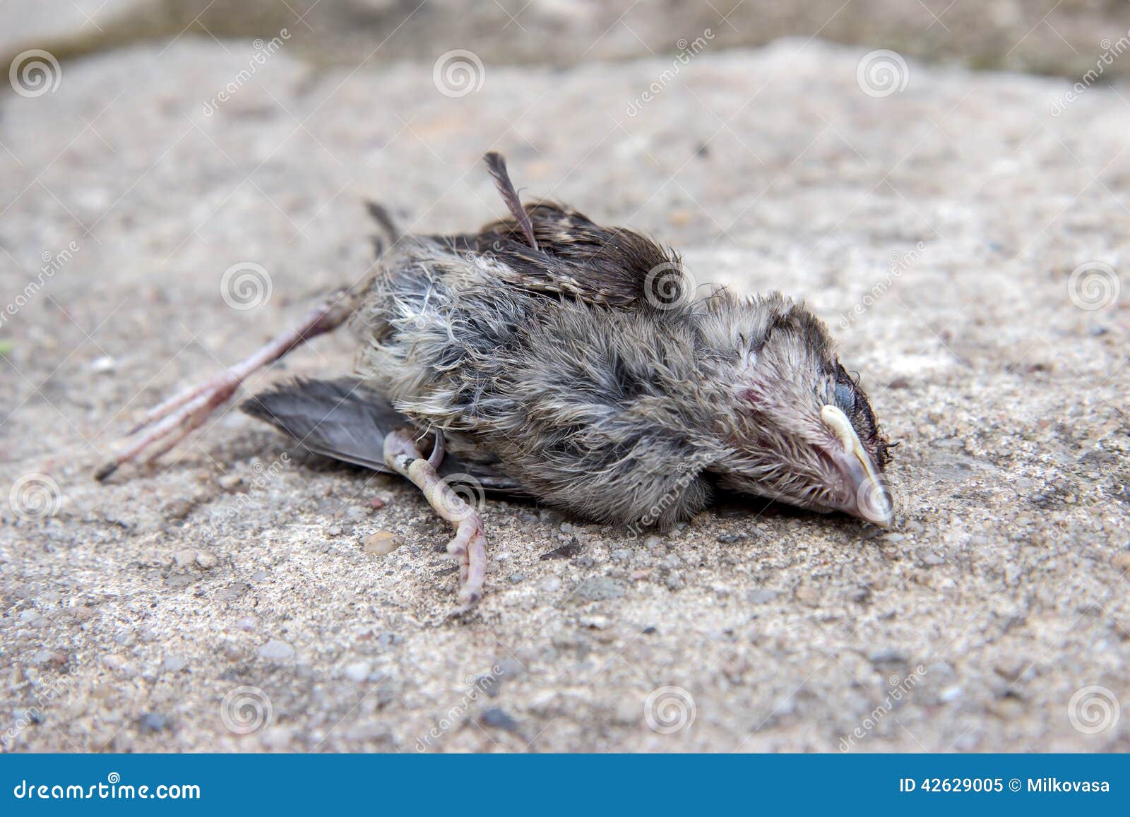 Dode vogel stock afbeelding. Image of geweld, fauna, slachtoffer - 42629005
