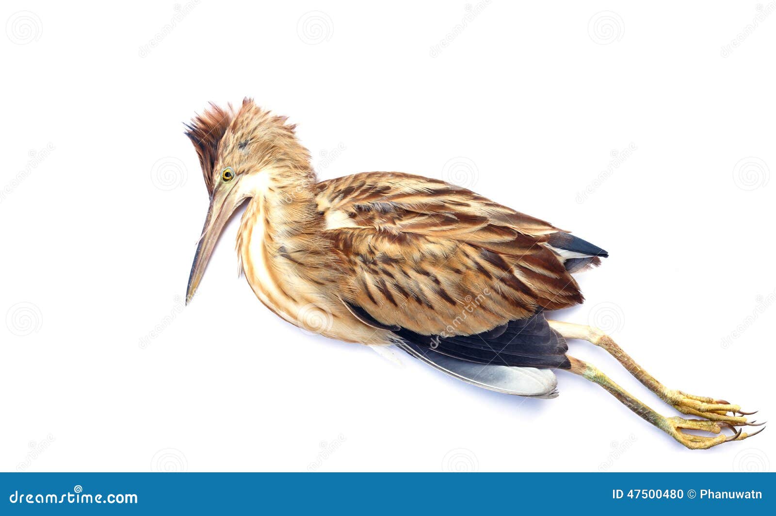 Dode vogel stock foto. Image of nave, rood, dier, geel - 47500480