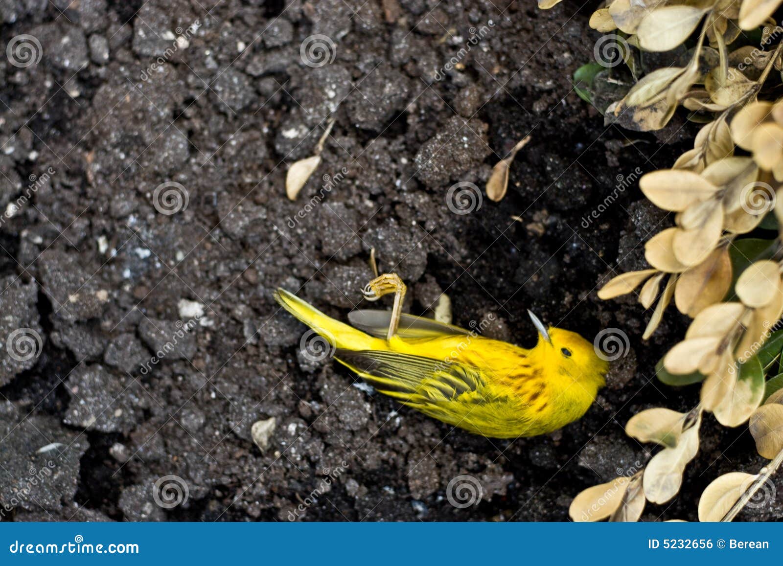 Dode vogel stock foto. Image of grasmus, reis, scenario - 5232656