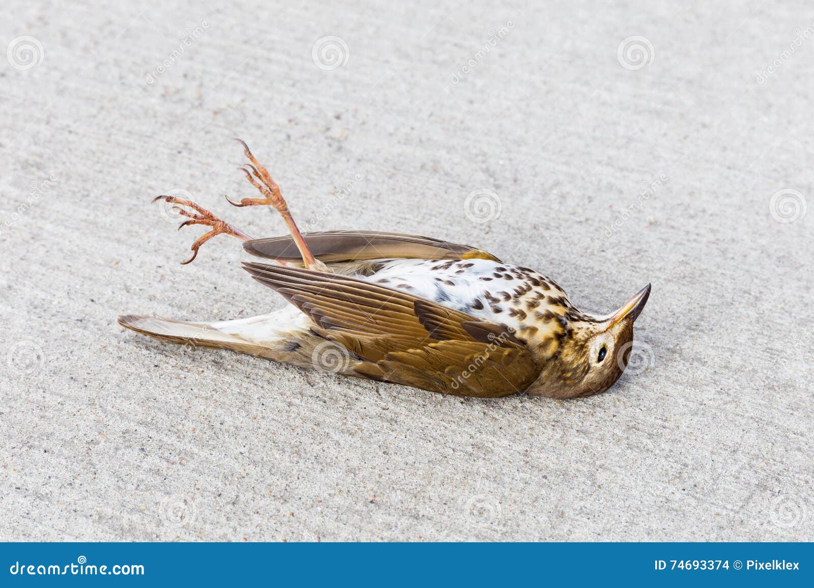 Dode vogel stock foto. Image of concreet, dier, griep - 74693374
