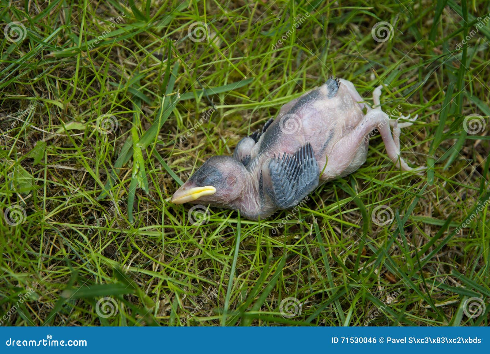 Dode Vogel Die Op De Grond Liggen Stock Foto - Image of viel, slecht ...