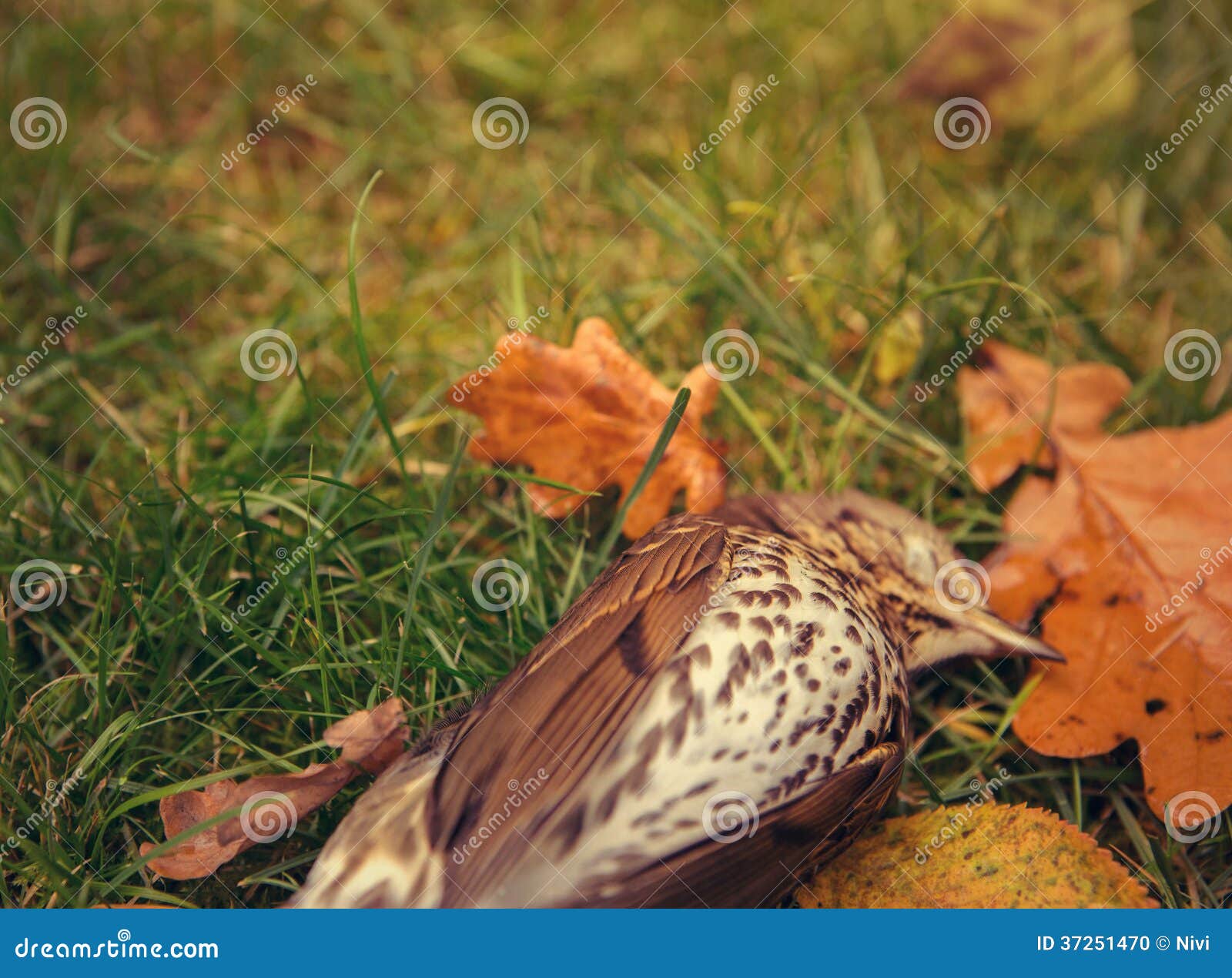 Dode Vogel Die Op De Herfstbladeren Liggen Stock Foto - Image of lied ...