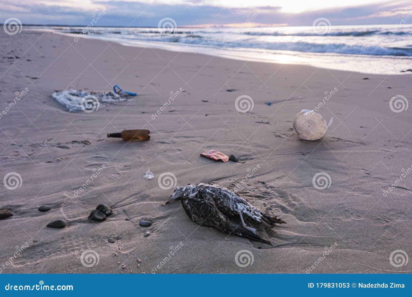Dode Vogel En Vuilnis Op Het Strand Dode Vogel Op Zand Stock Afbeelding ...