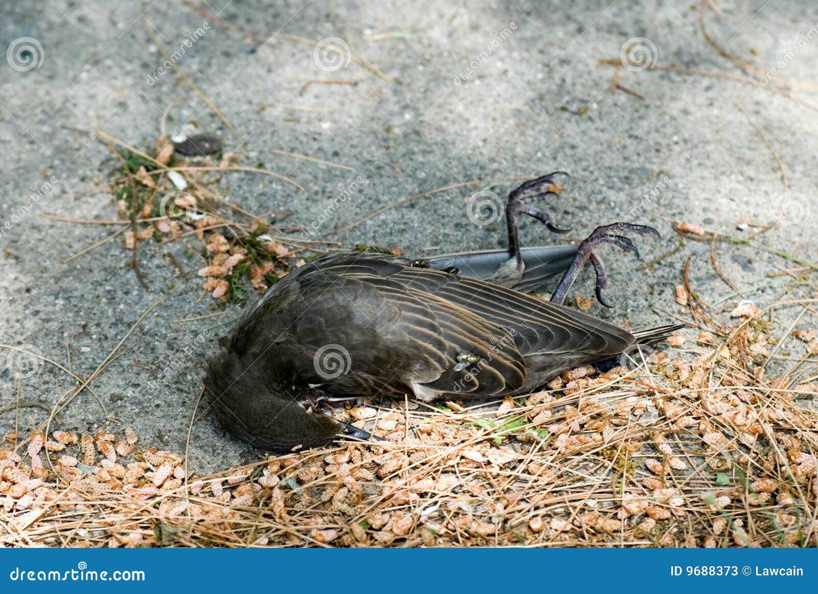 Dode Vogel met Vliegen stock afbeelding. Image of vliegen - 9688373