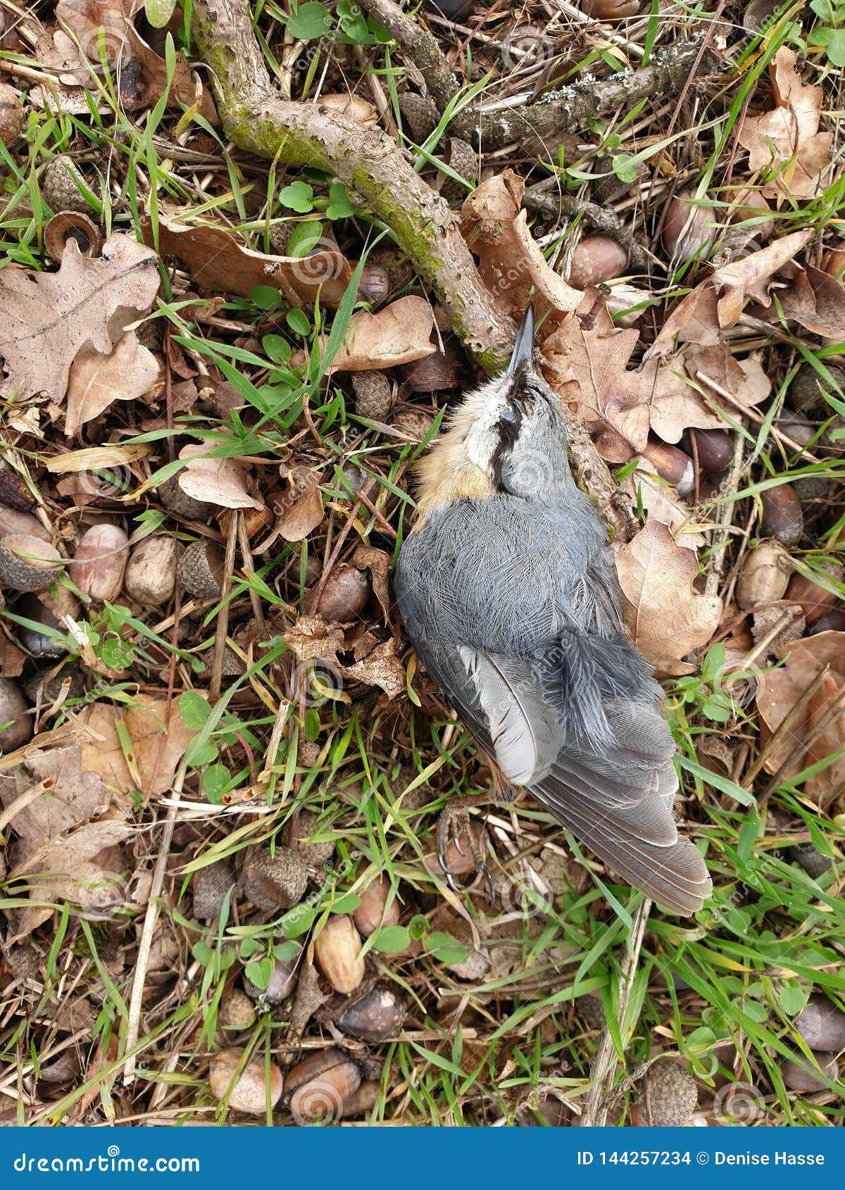 Dode Vogel op de Weide stock foto. Image of voedsel - 144257234