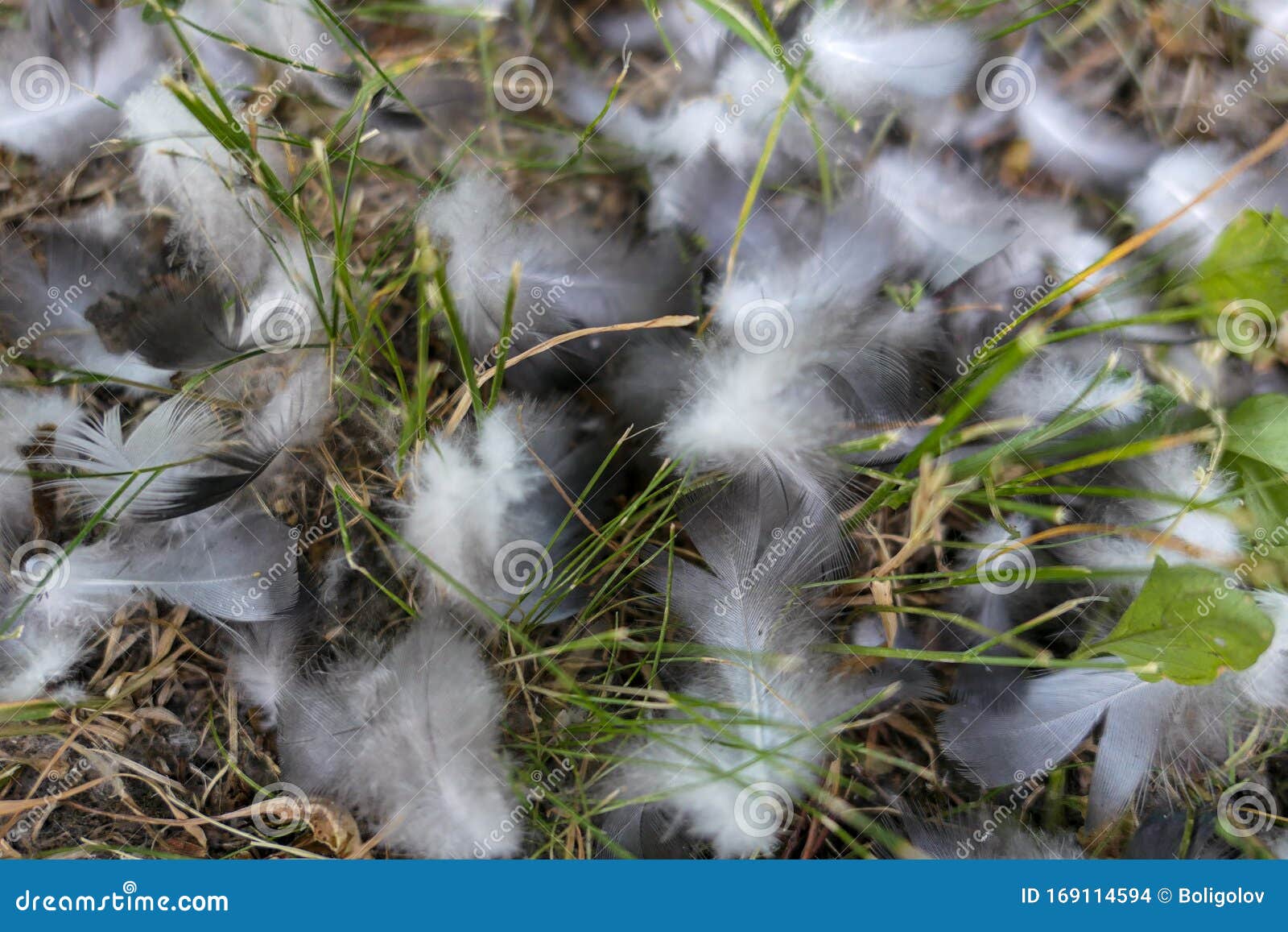 Dode Vogelveren Op De Grond, Dichtbij Stock Foto - Image of zomer ...