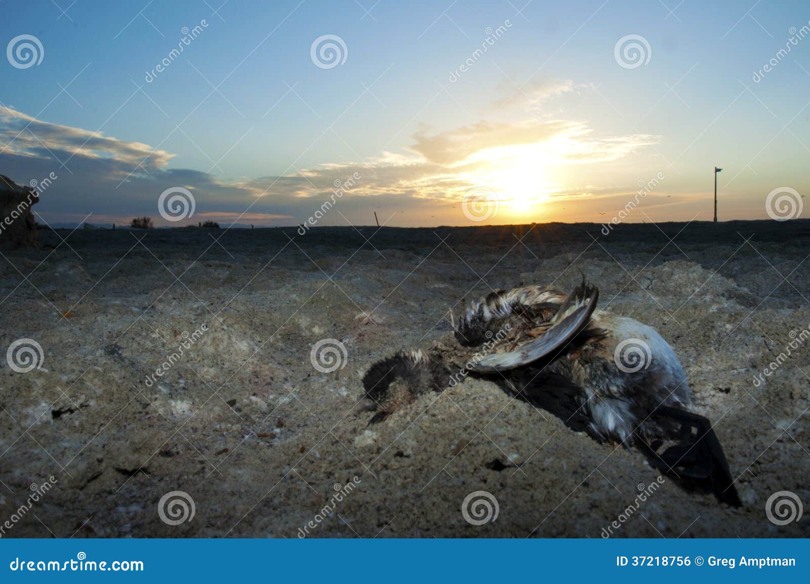 Dode Waterkip stock foto. Image of vissen, wolken, bederf - 37218756