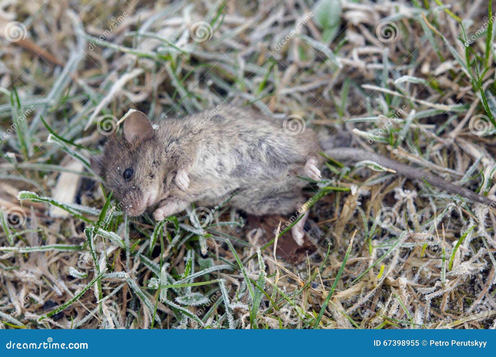 Dode wilde muis stock afbeelding. Image of schepsel, zoogdier - 67398955