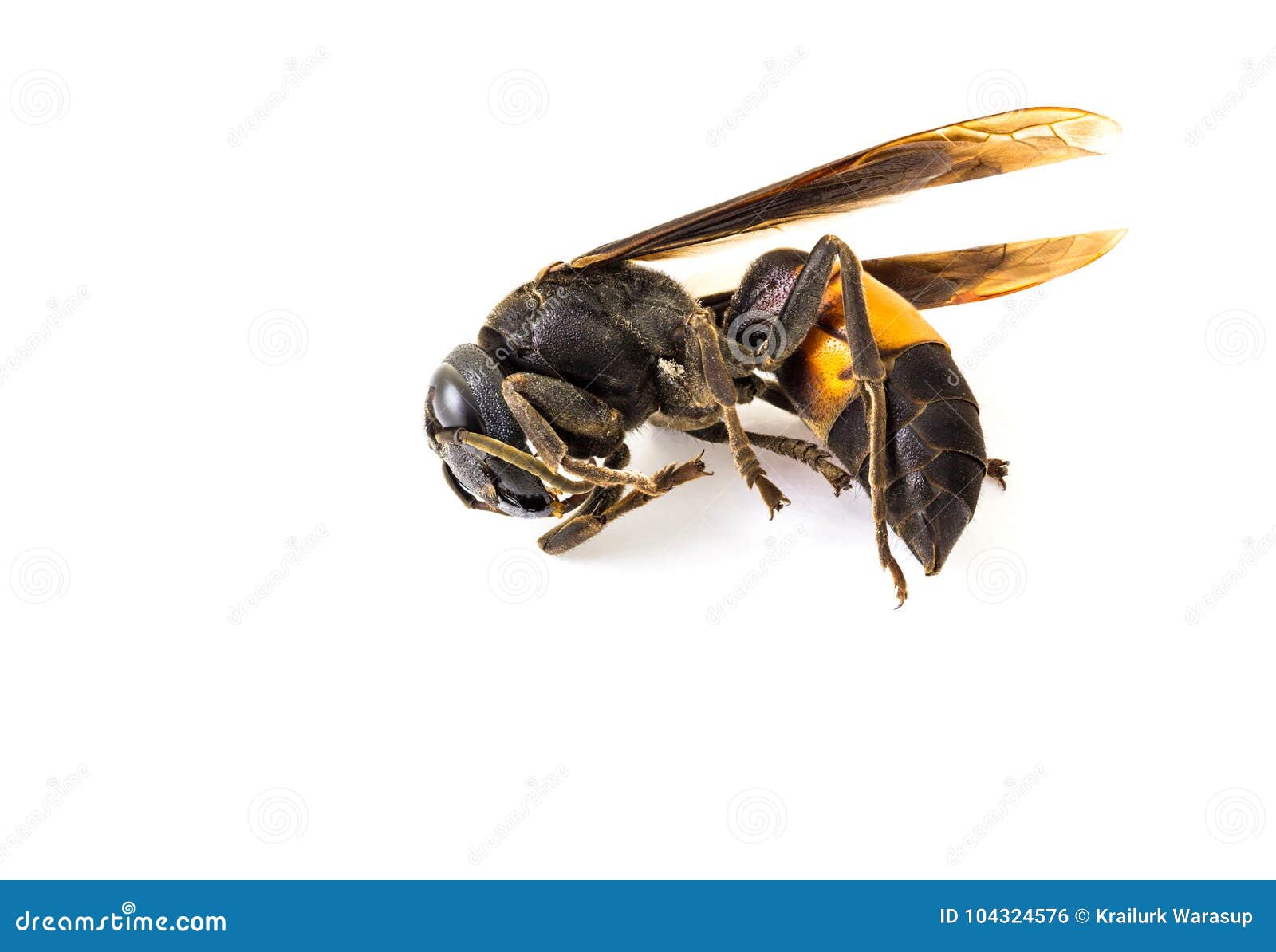 Dodelijk gevaarlijk insect stock foto. Image of gestreept - 104324576