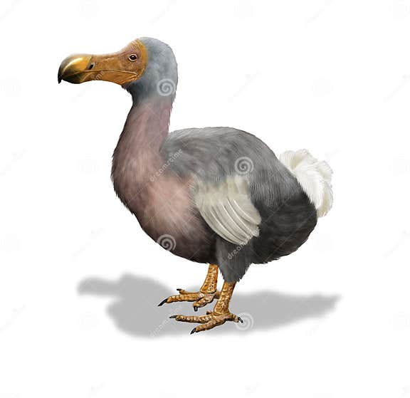 Dodo ilustração stock. Ilustração de velho, branco, animal - 49468491