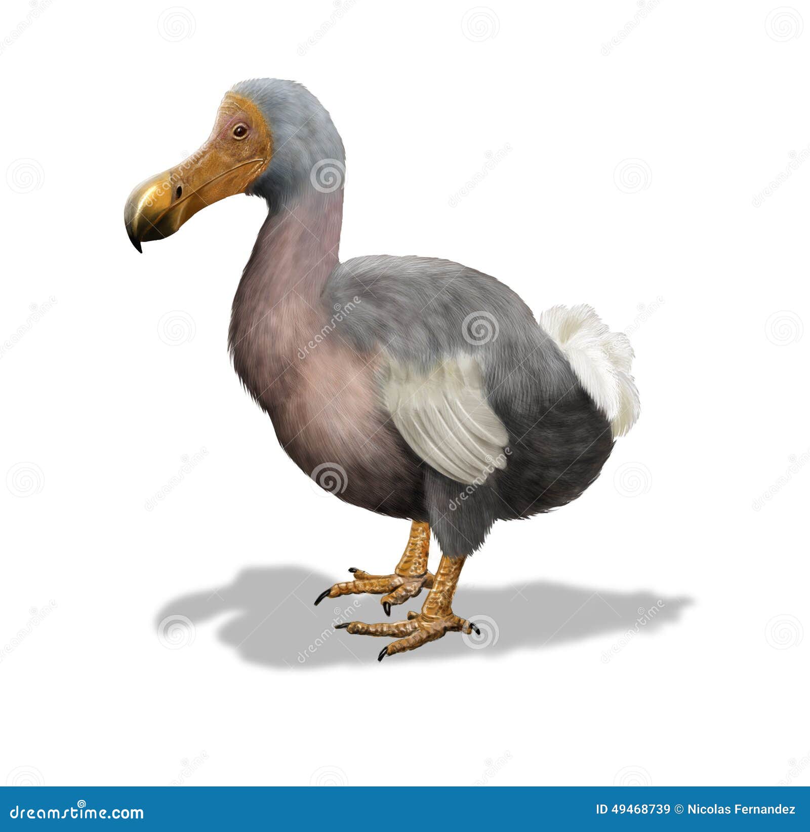 Dodo stock de ilustración. Ilustración de vendimia, madagascar - 49468739