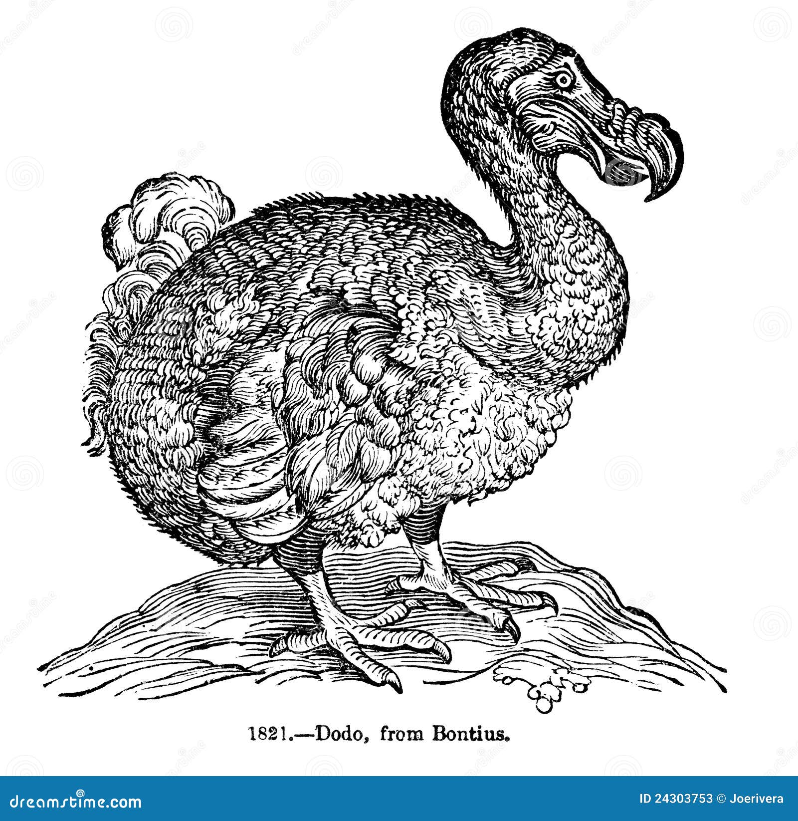 Dodo Bird Isolated on White Stock Illustration - Illustration of dummie ...