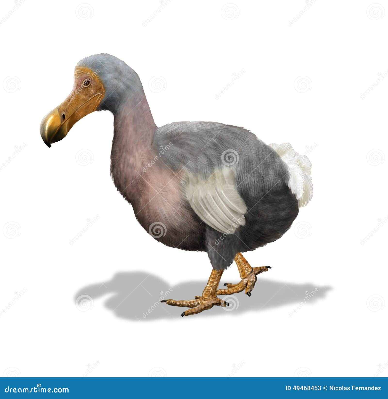 Dodo Stock Illustration | CartoonDealer.com #49468453