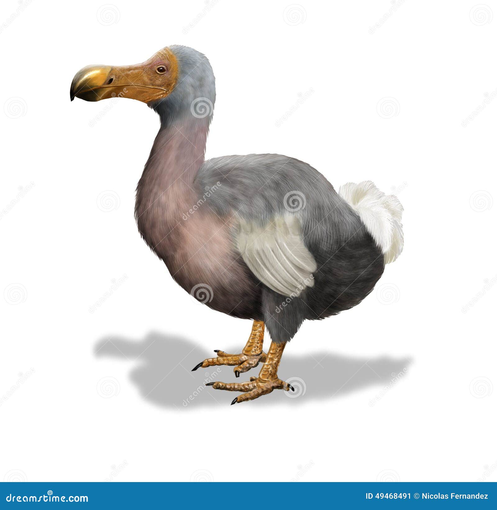 Dodo stock illustration. Illustration of mauritius, drawing - 49468491
