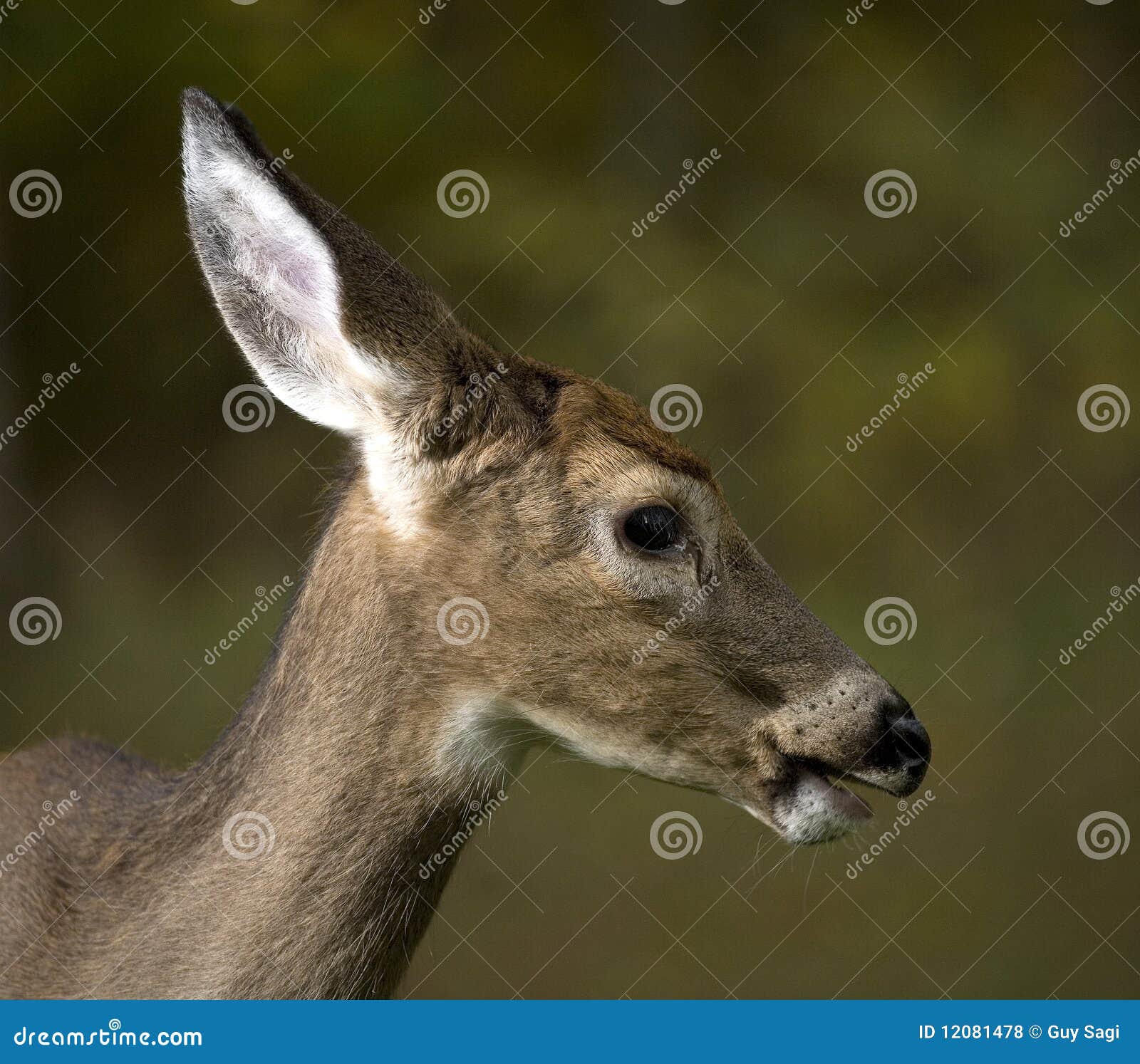 Doe stock photo. Image of male, brown, antlers, wildlife - 12081478