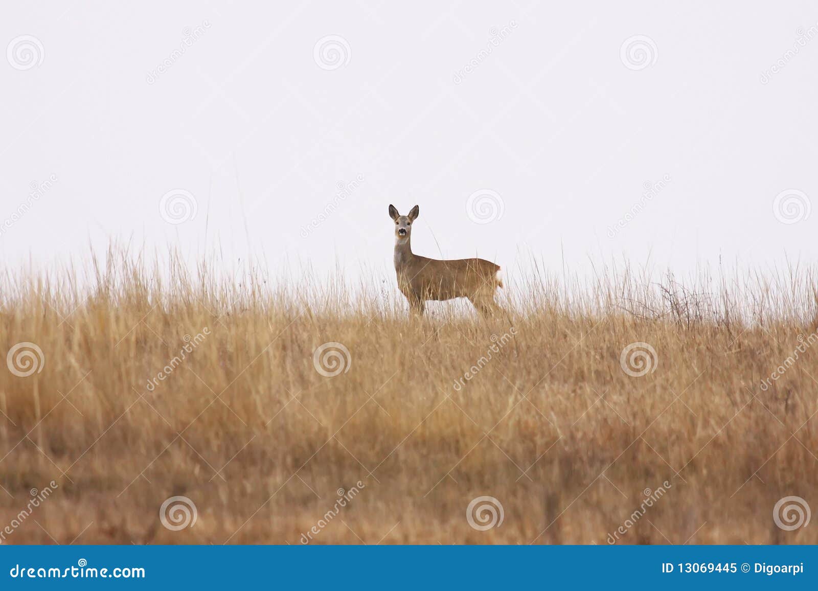 Doe stock image. Image of meadow, graceful, adult, nature - 13069445