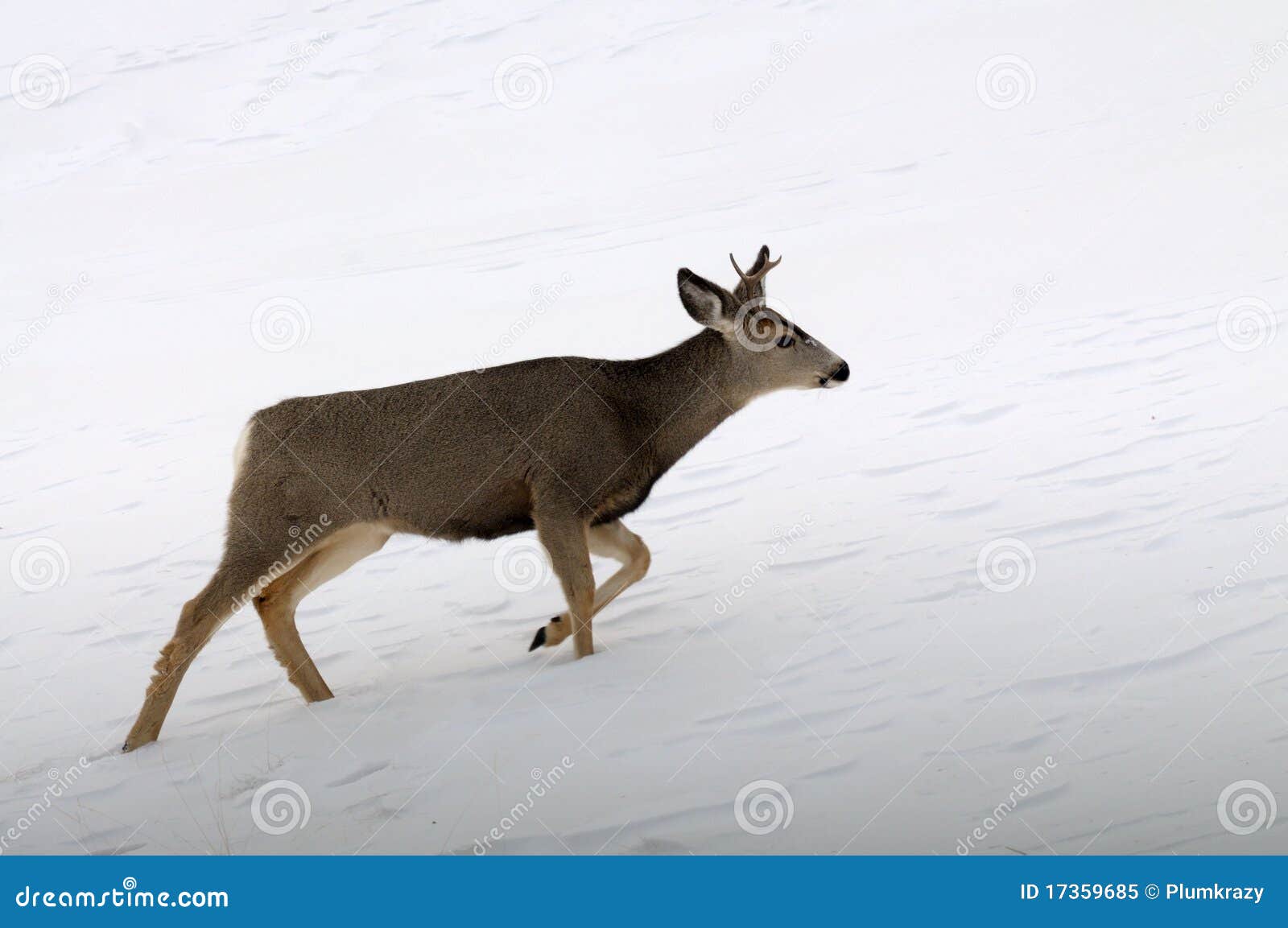 Forked Horn Deer Photos - Free & Royalty-Free Stock Photos from Dreamstime