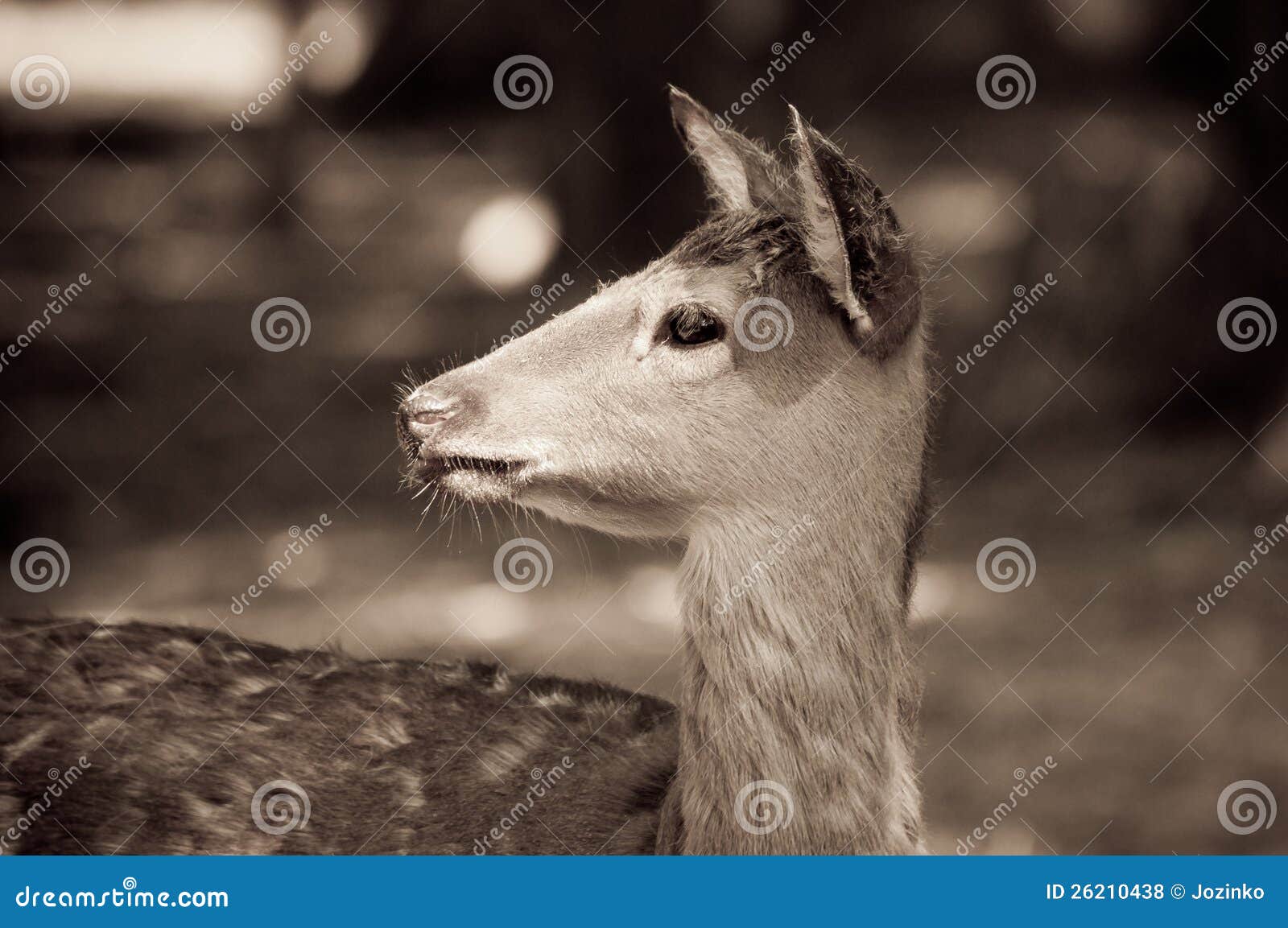 Doe stock photo. Image of view, female, profile, side - 26210438