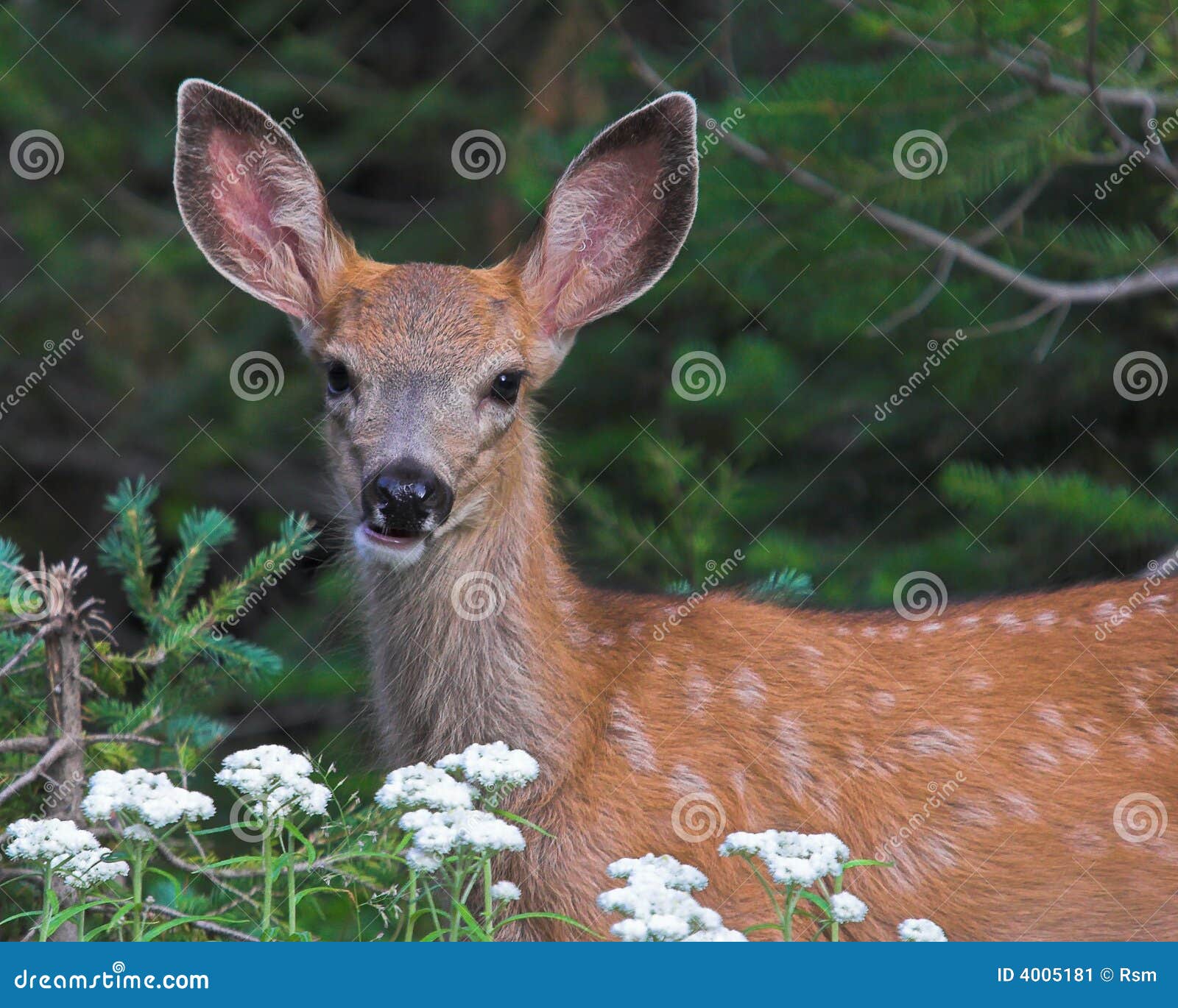 Doe stock image. Image of creature, common, wildflowers - 4005181