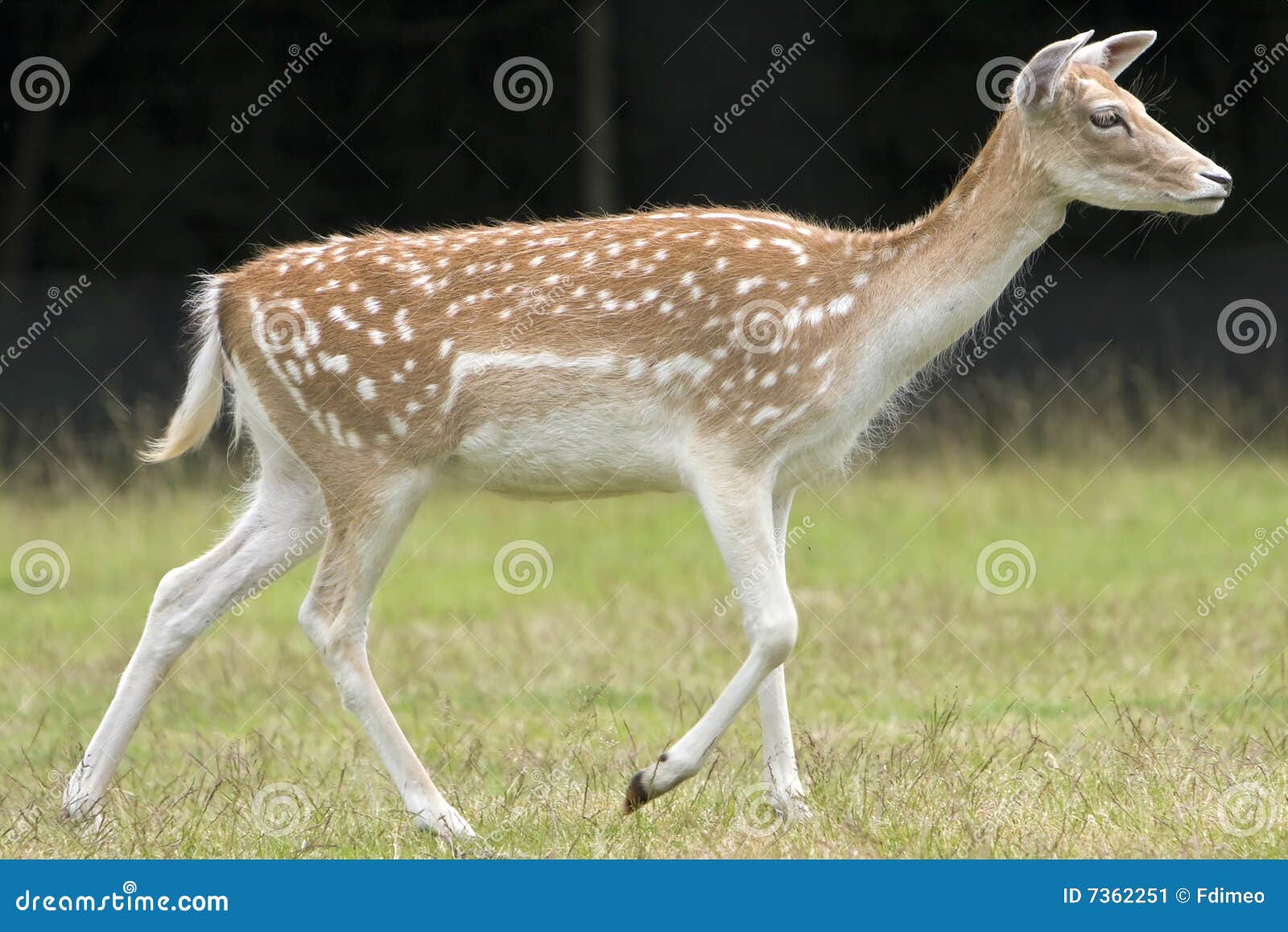 The doe stock image. Image of hart, herbivore, livestock - 7362251