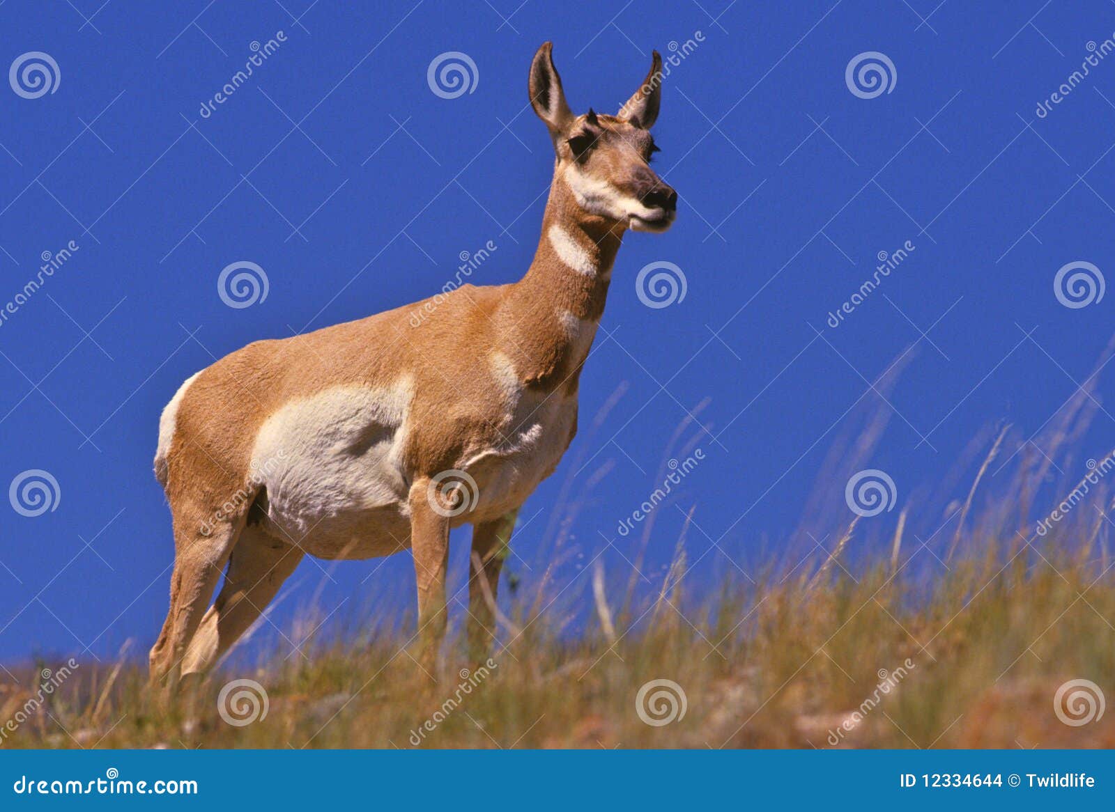 Doe Antelope on Ridgetop stock photo. Image of pronghorn - 12334644